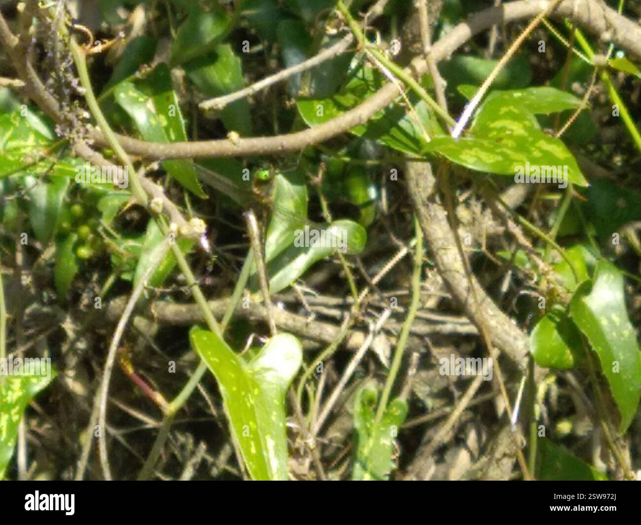 Orange-spotted Emerald (Oxygastra curtisii), Insecta, Saint-André-de ...