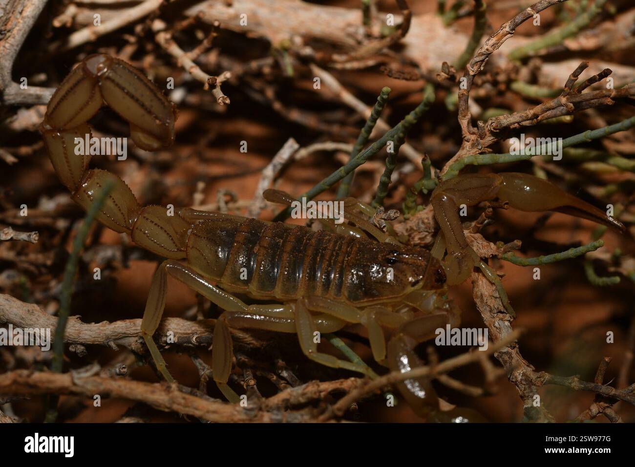 African fattail scorpion (Androctonus amoreuxi), Arachnida, Province de ...