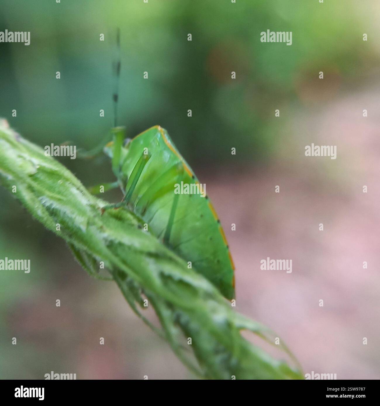Green Stink Bugs (Chinavia), Insecta, Reserva Natural Rancho Camaná ...