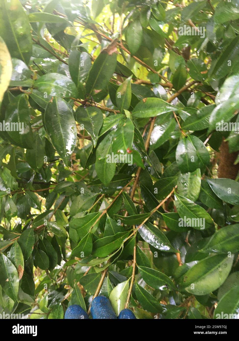 Brush Cherry (Syzygium paniculatum), Plantae, Greenhithe, North ...