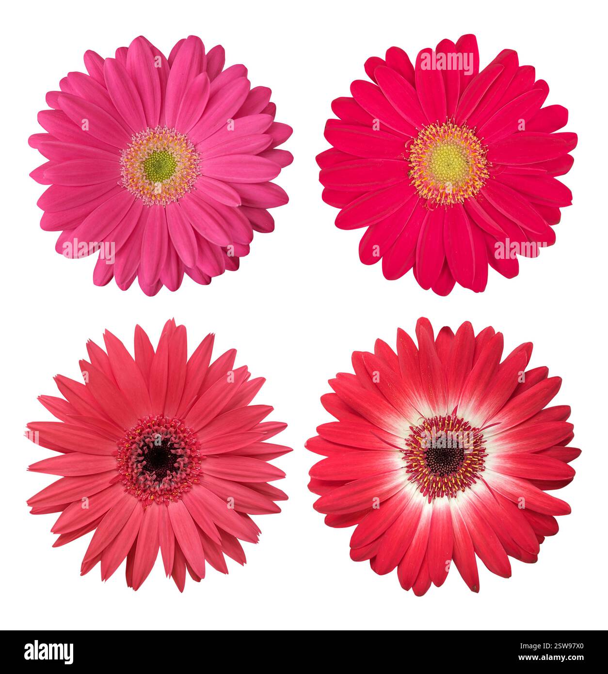 Vibrant wallpaper set Cut Out Stock Images & Pictures - Alamy