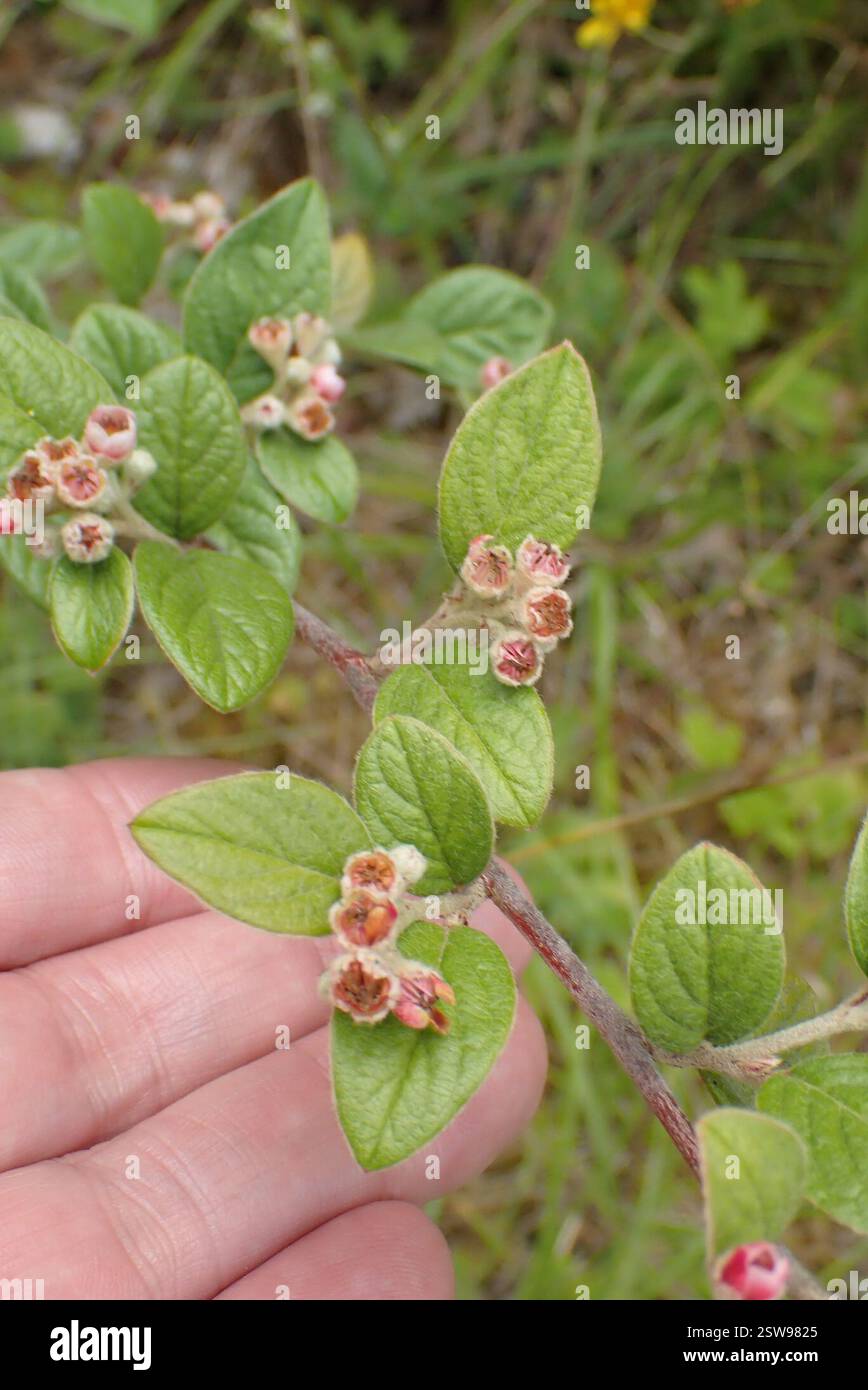 Cotoneasters (Cotoneaster), Plantae, Portsmouth, UK, Paulsgrove Chalk ...