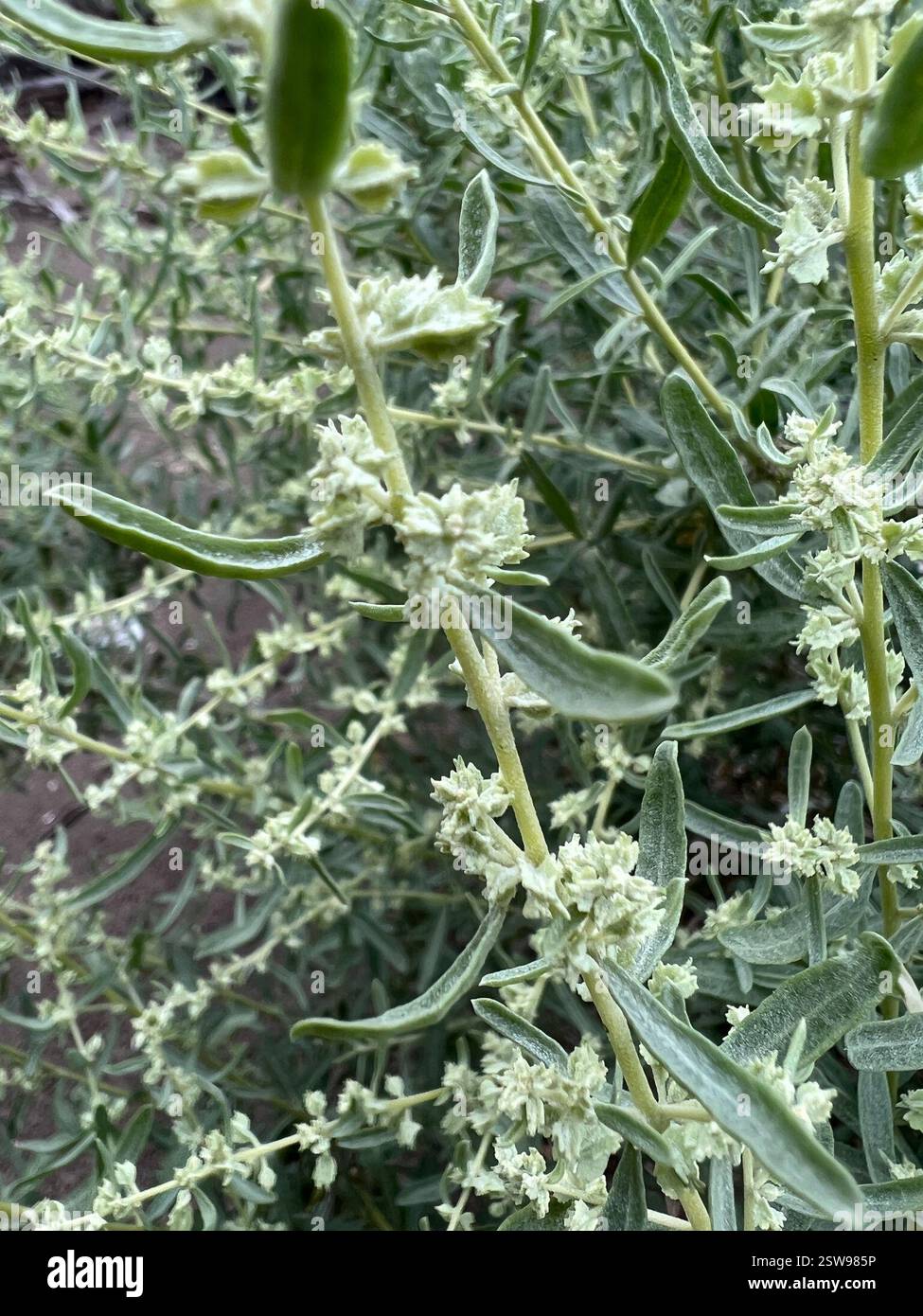 Four wings saltbush hi-res stock photography and images - Alamy