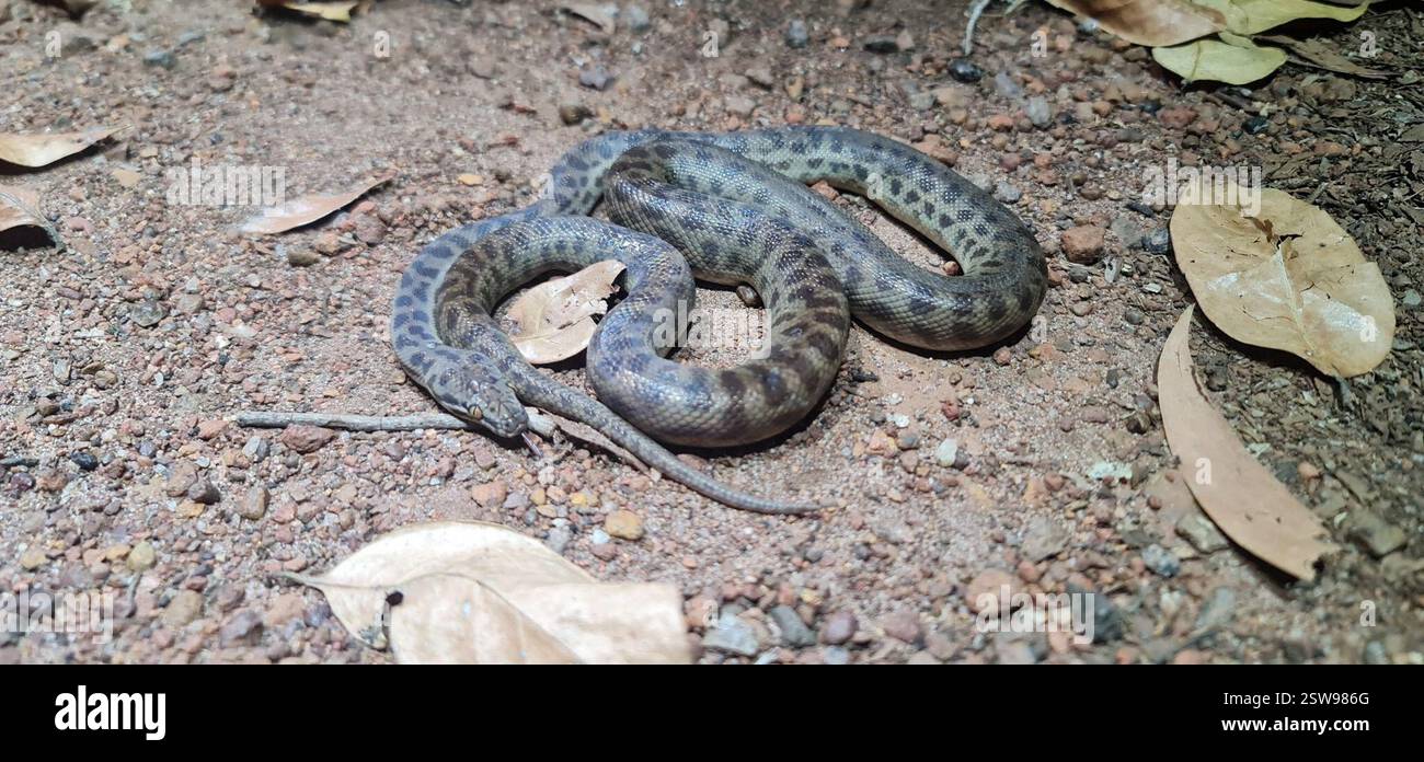 Children's Python (Antaresia childreni), Reptilia, Middle Point NT 0822 ...