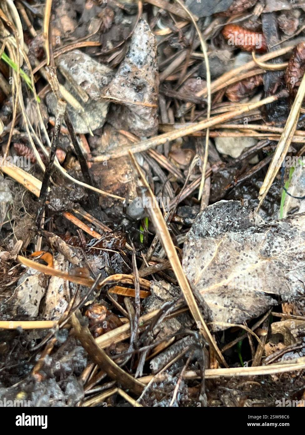 Stealthy Ground Spiders (Gnaphosidae), Arachnida, Ashley National ...