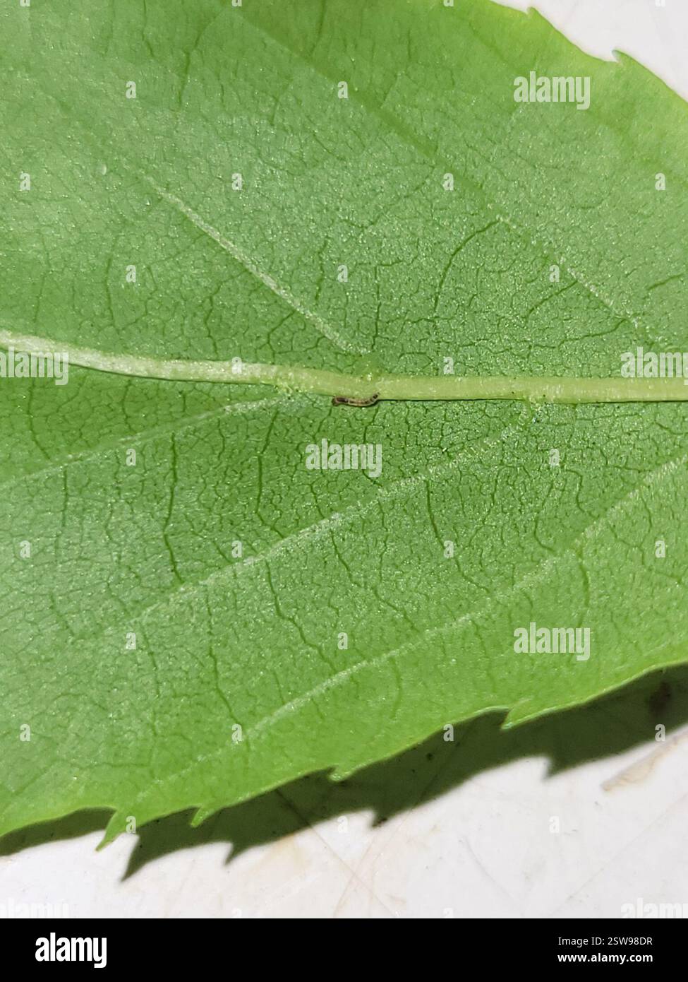 Insects (Insecta), Insecta, Ohio, US, Alnus japonica larva 1 (AJLV1 ...