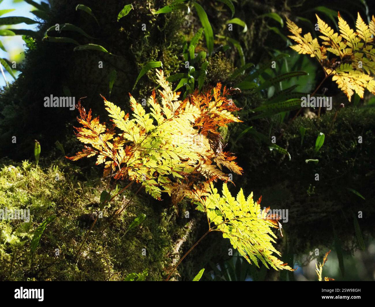 Black Rabbit's Foot Fern (Davallia trichomanoides), Plantae, 台灣桃園市 ...
