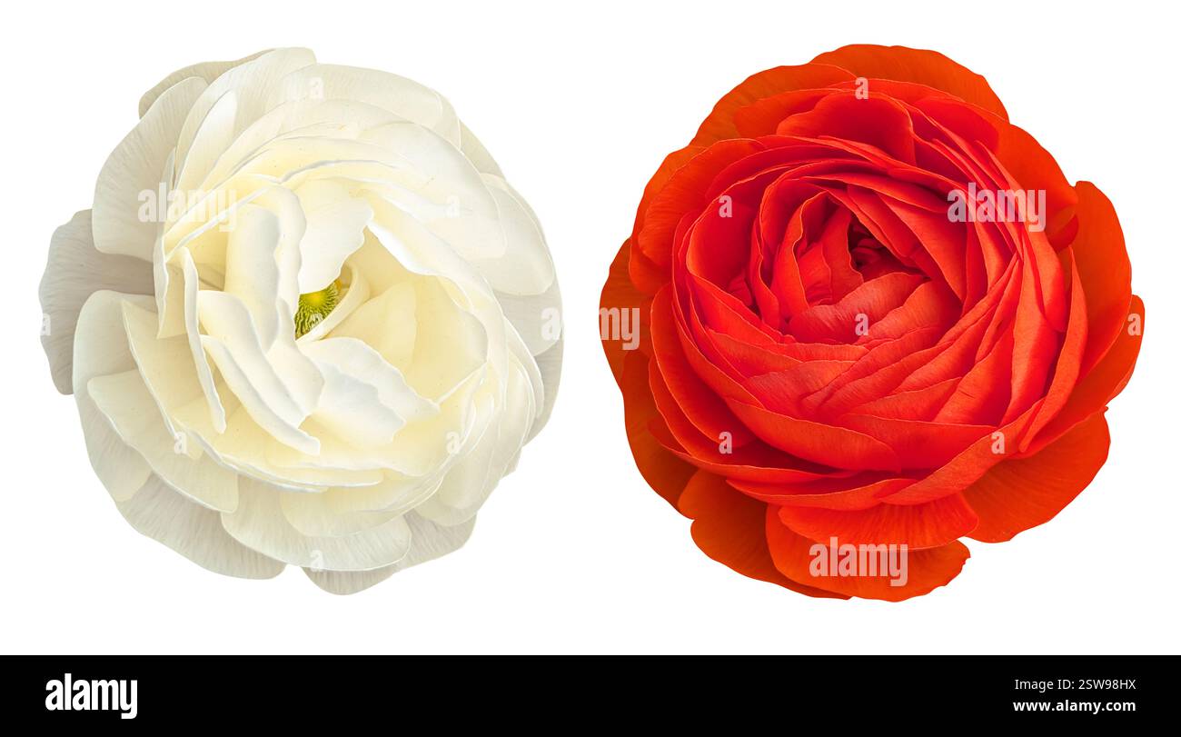 Floral designs in vibrant red Cut Out Stock Images & Pictures - Alamy