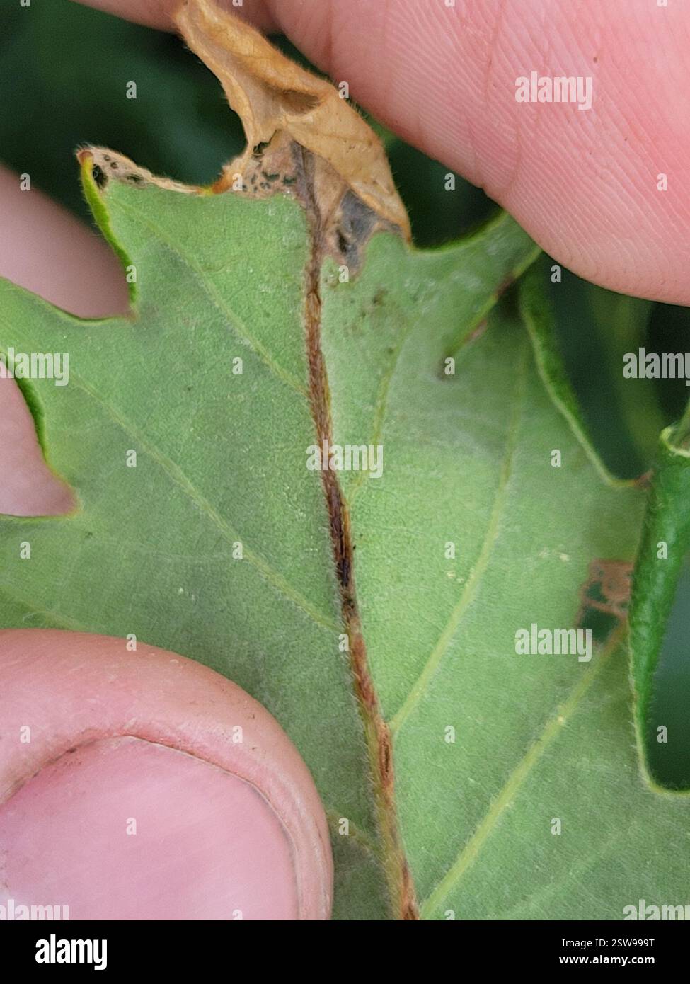 Finite-channeled Leafminer Moth (Neurobathra strigifinitella), Insecta ...