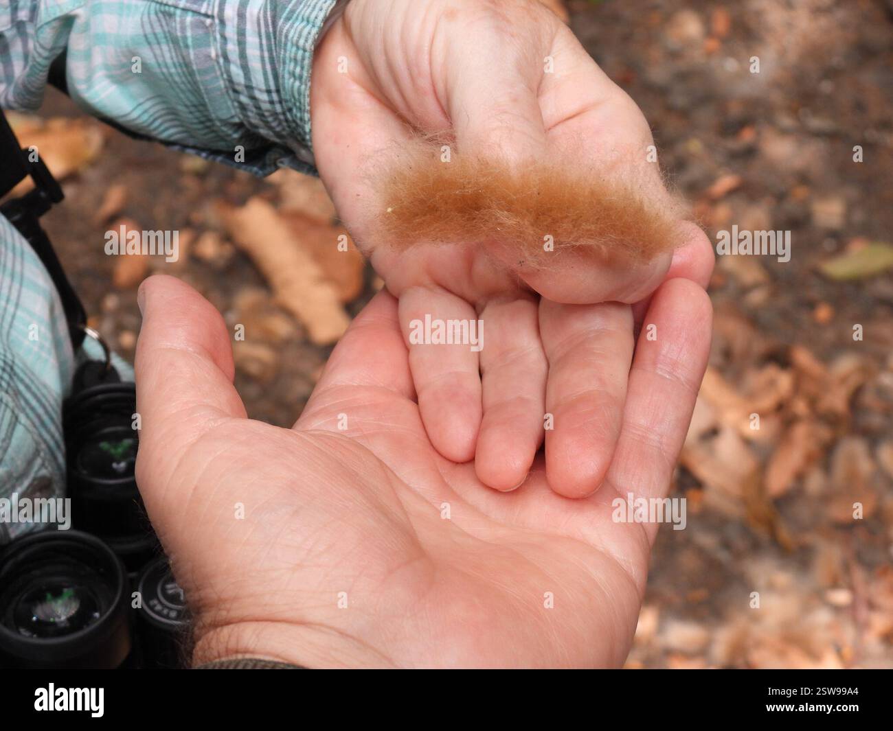 Balsa Tree (Ochroma pyramidale), Plantae, Panama Stock Photo - Alamy