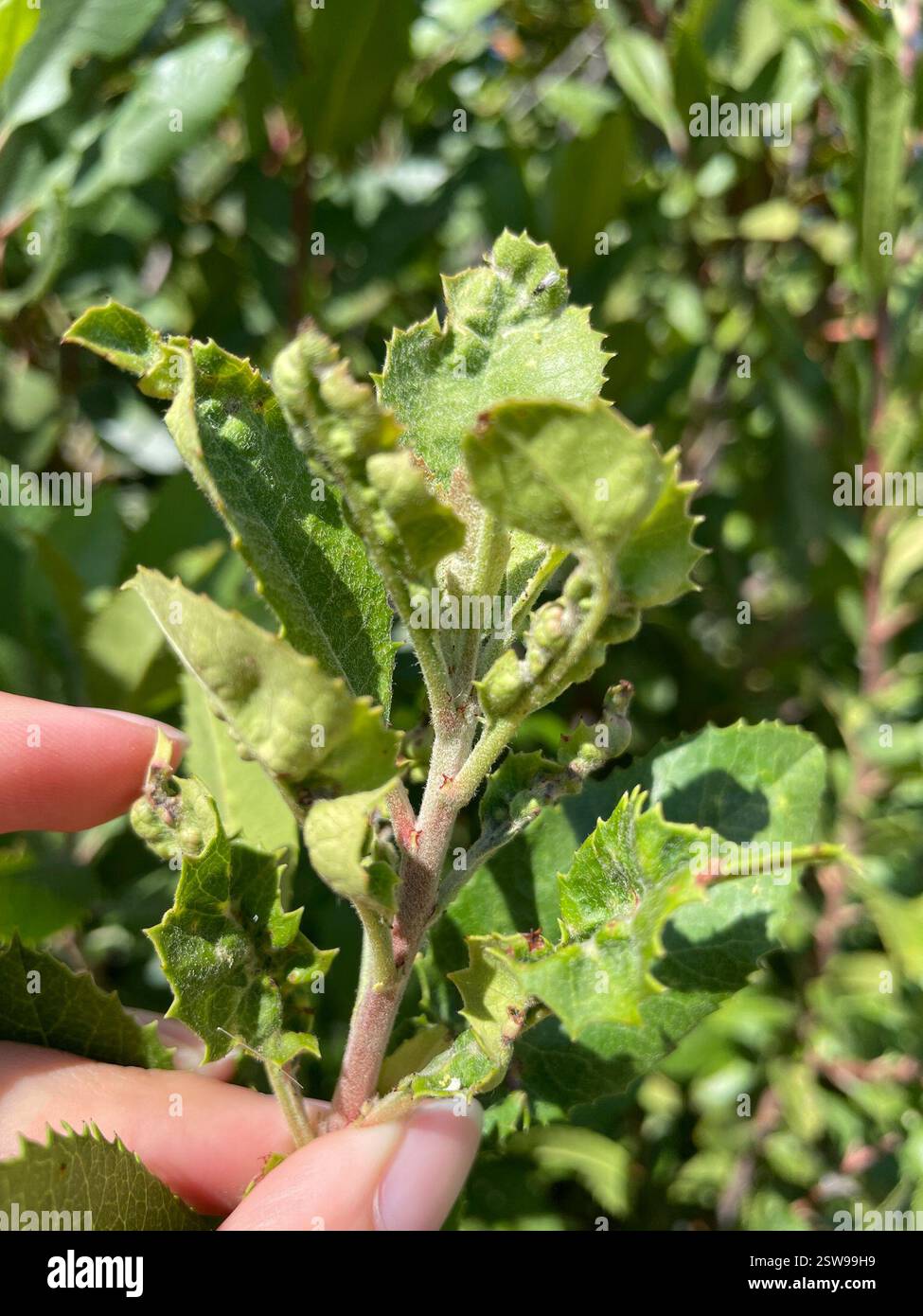 toyon gall thrips (Liothrips ilex), Insecta, East San Jose, San Jose ...