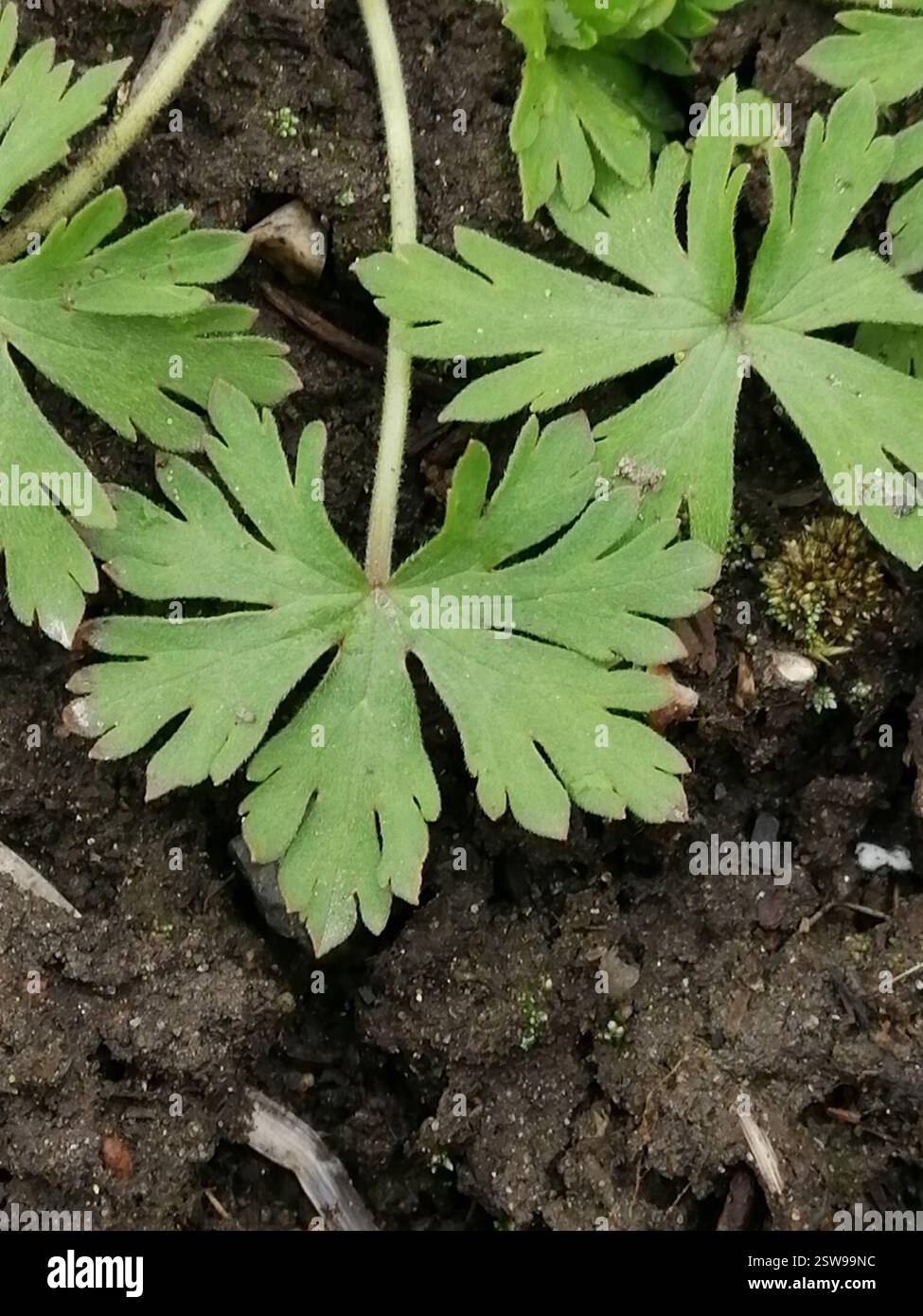 Siberian Crane's-bill (Geranium sibiricum), Plantae, Октябрьский ...