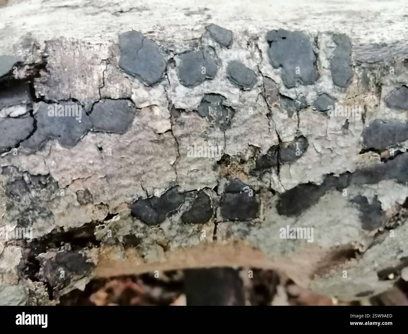 Beech Tarcrust (Biscogniauxia nummularia), Fungi, Hosszúhetény, 7694 ...