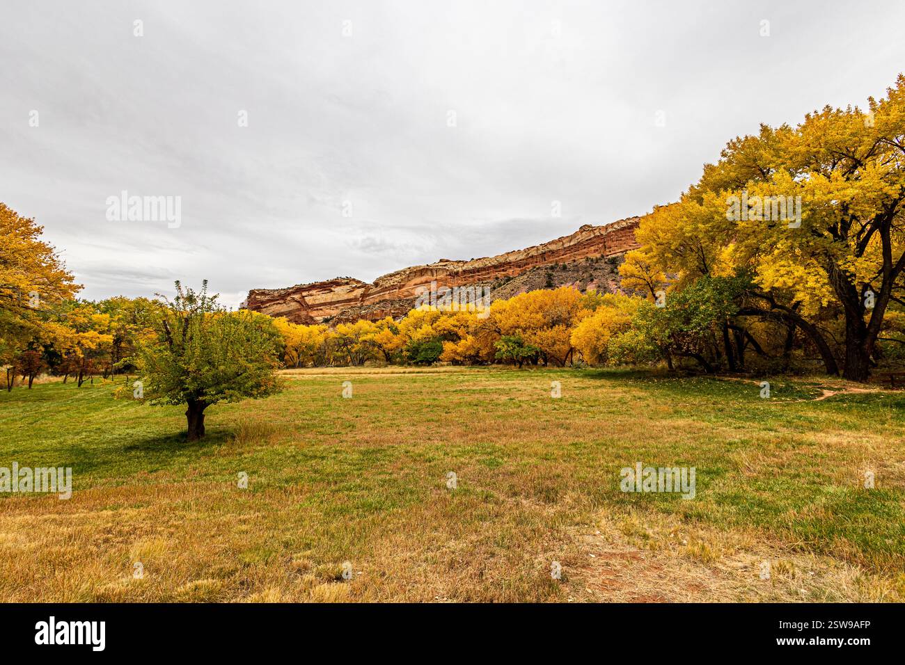 Beautiful cottonwoods changing to their yellow color in the autumn ...