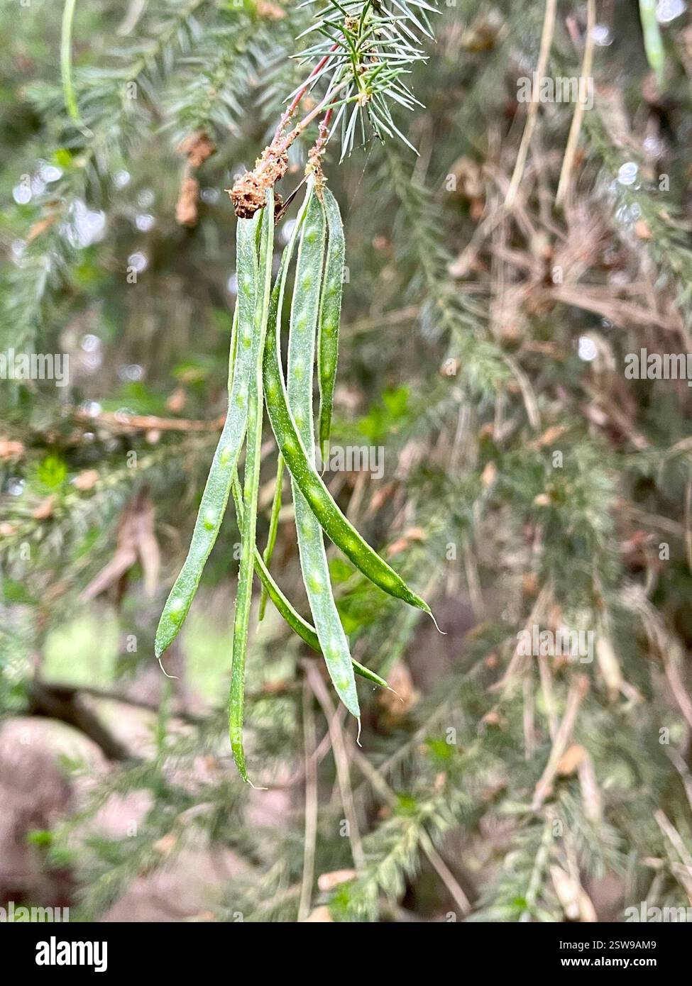 Prickly moses (Acacia verticillata), Plantae, Pebble Beach, CA, US ...