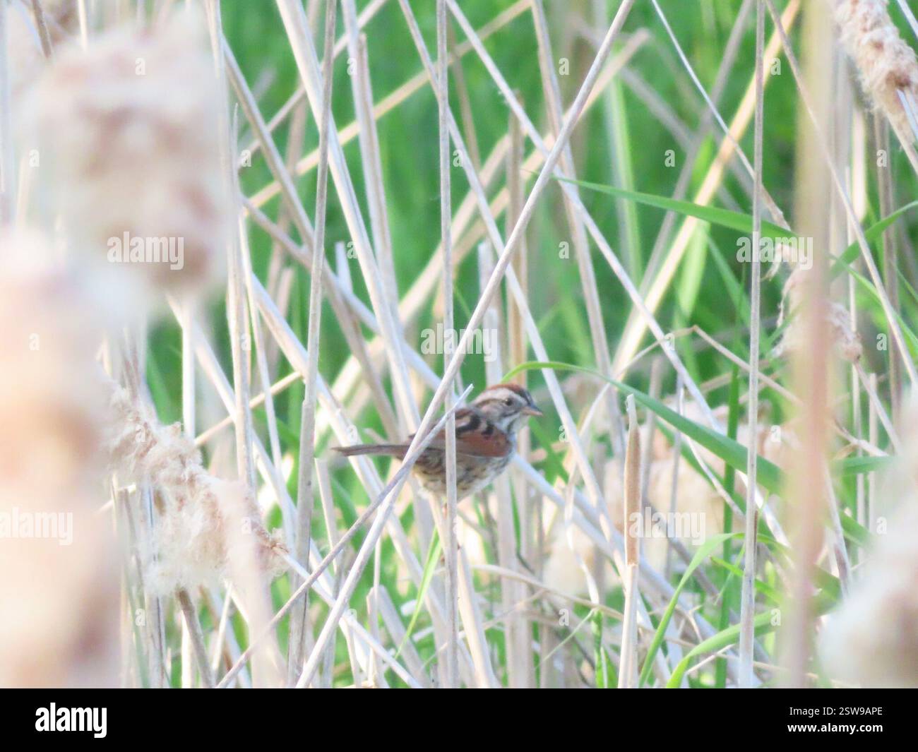 Brookfield swamp hi-res stock photography and images - Alamy