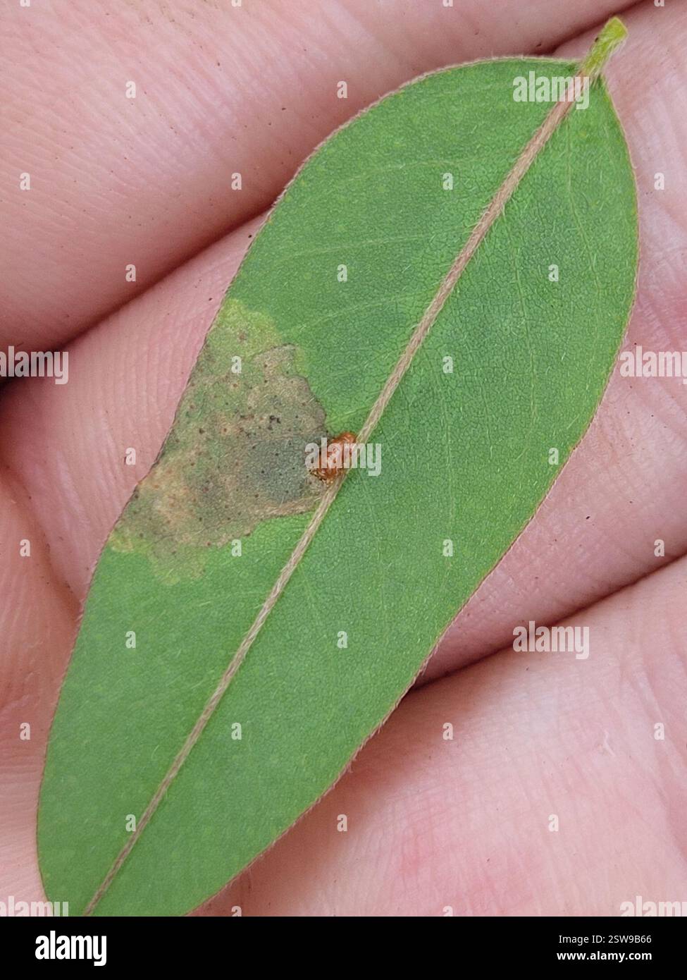 Locust Leafminer (Odontota dorsalis), Insecta, Ohio, US, Amorpha ...