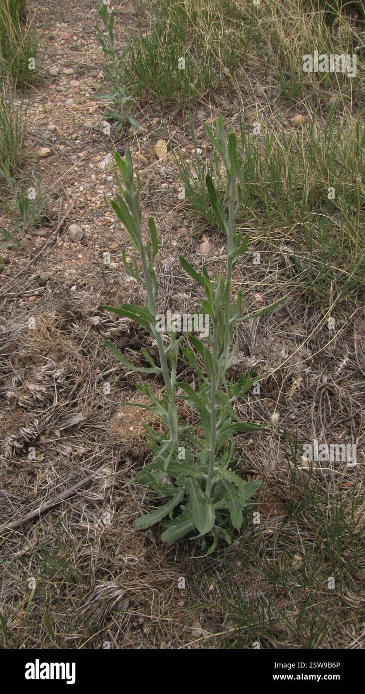 Russian knapweed (Rhaponticum repens), Plantae, Costilla County, CO ...