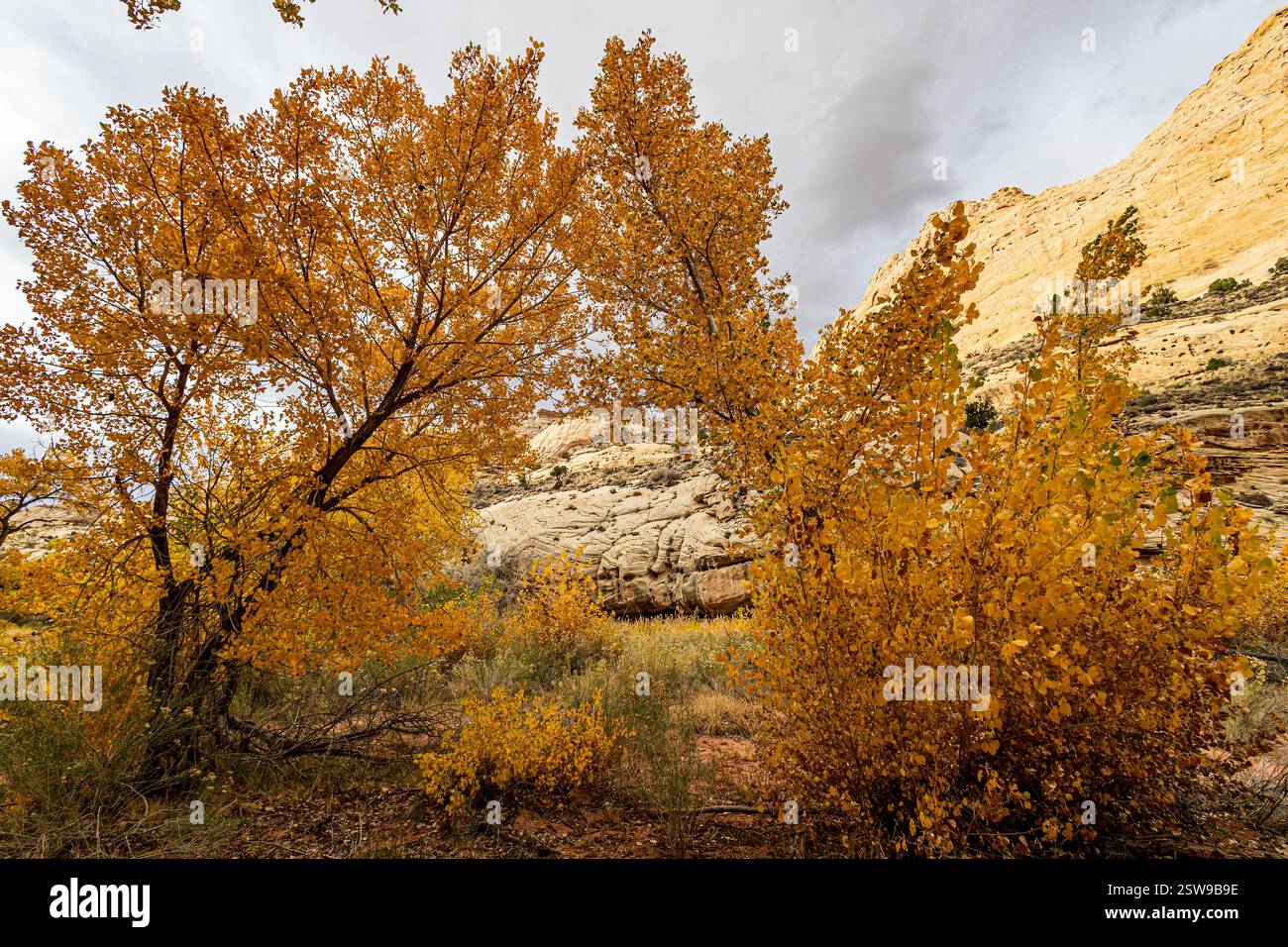 Beautiful cottonwoods changing to their yellow color in the autumn ...