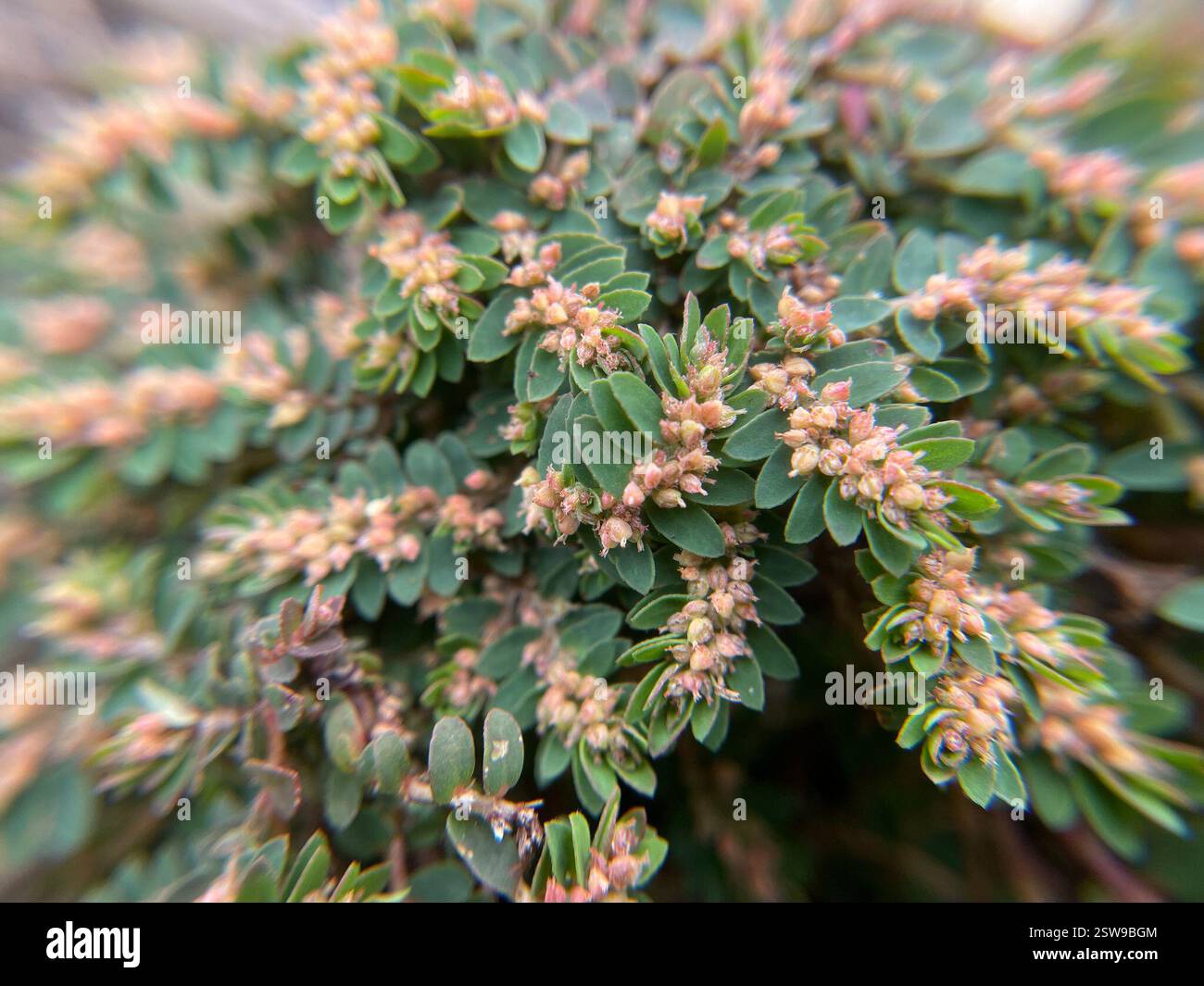 Red Caustic-creeper (Euphorbia thymifolia), Plantae, Hawaiʻi, Keauhou ...