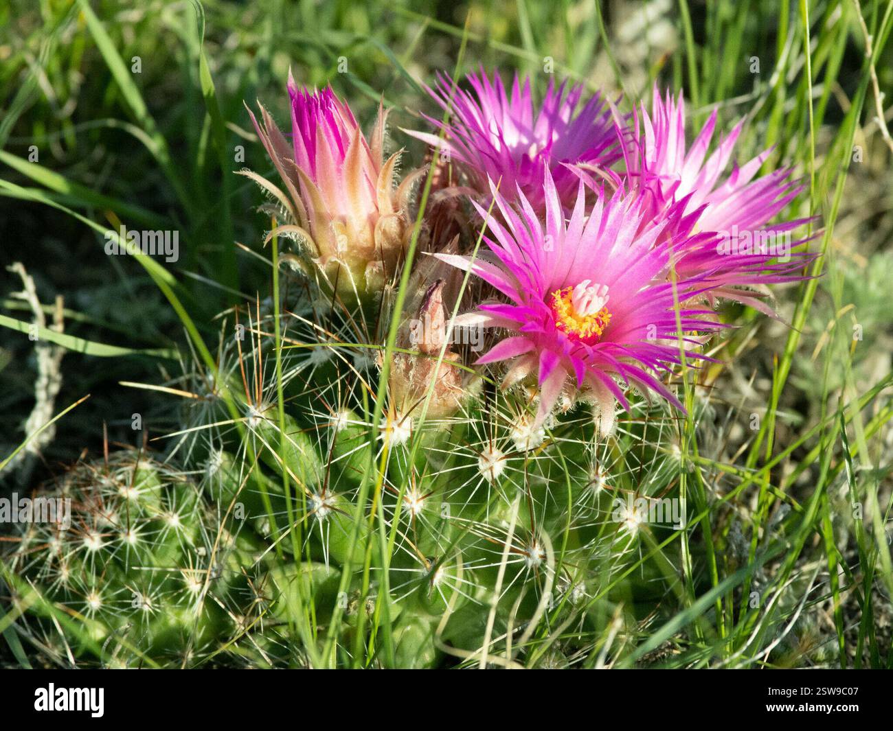 Spinystar (Escobaria vivipara), Plantae, Val Marie No. 17, SK S0N ...