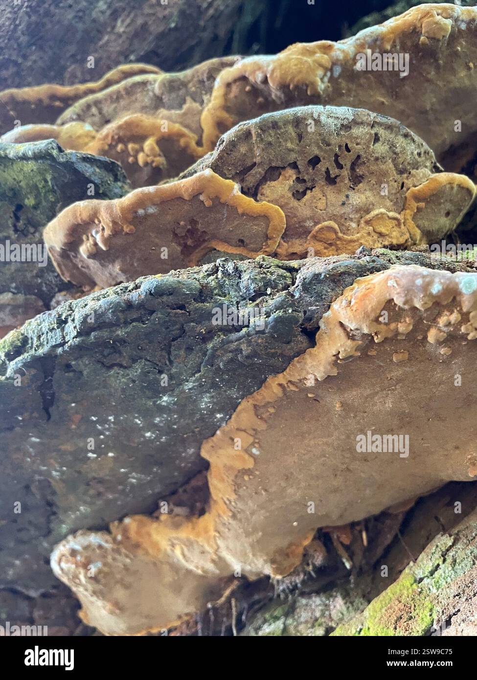 shelf fungi (Polyporales), Fungi, Papaikou, HI 96781, USA Stock Photo ...
