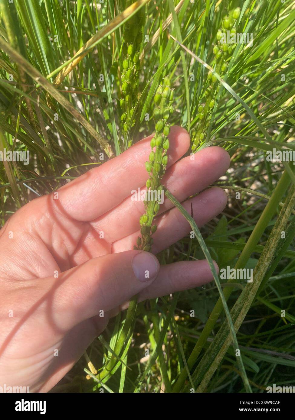 common arrowgrass (Triglochin maritima), Plantae, 255th Ave NE, Hawick ...