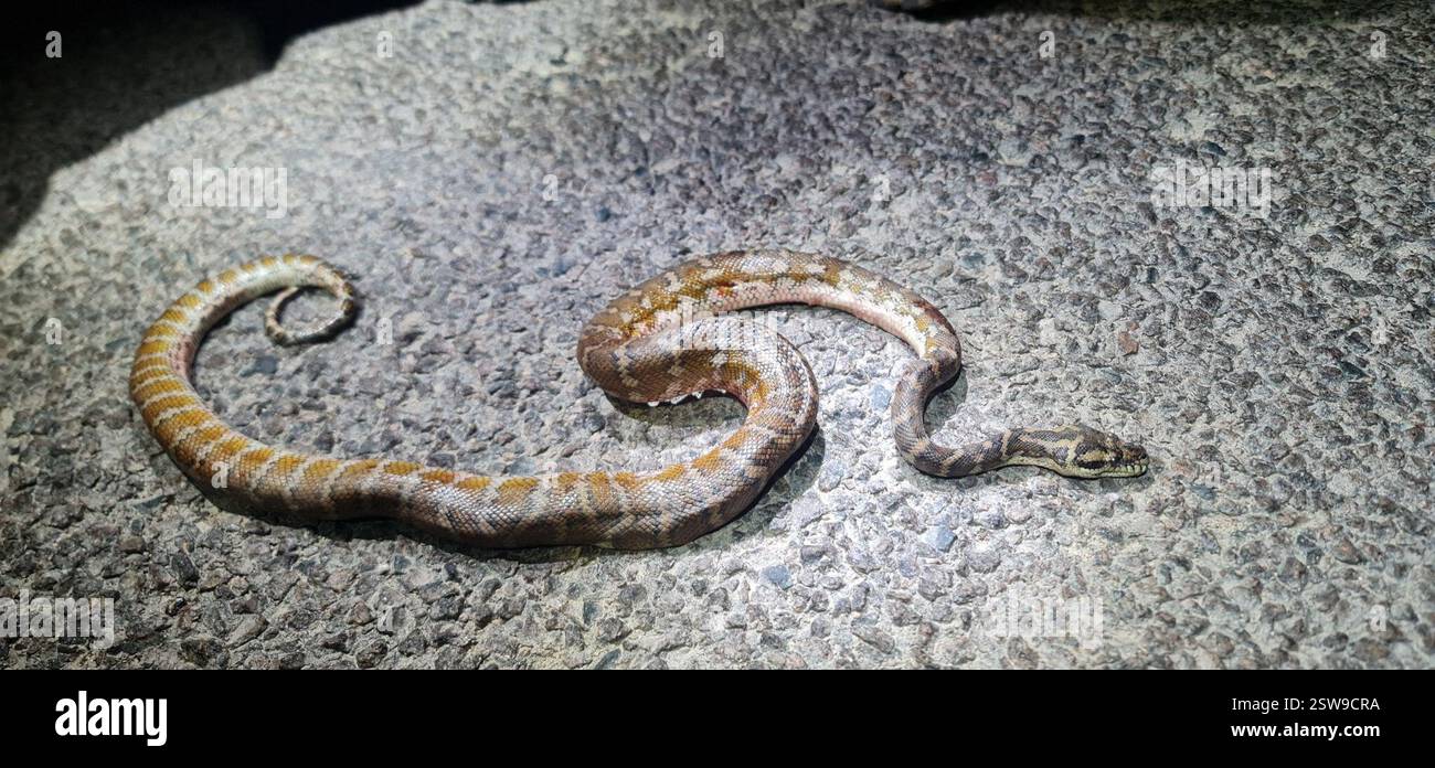 Carpet Python (Morelia spilota), Reptilia, Humpty Doo NT 0836 ...