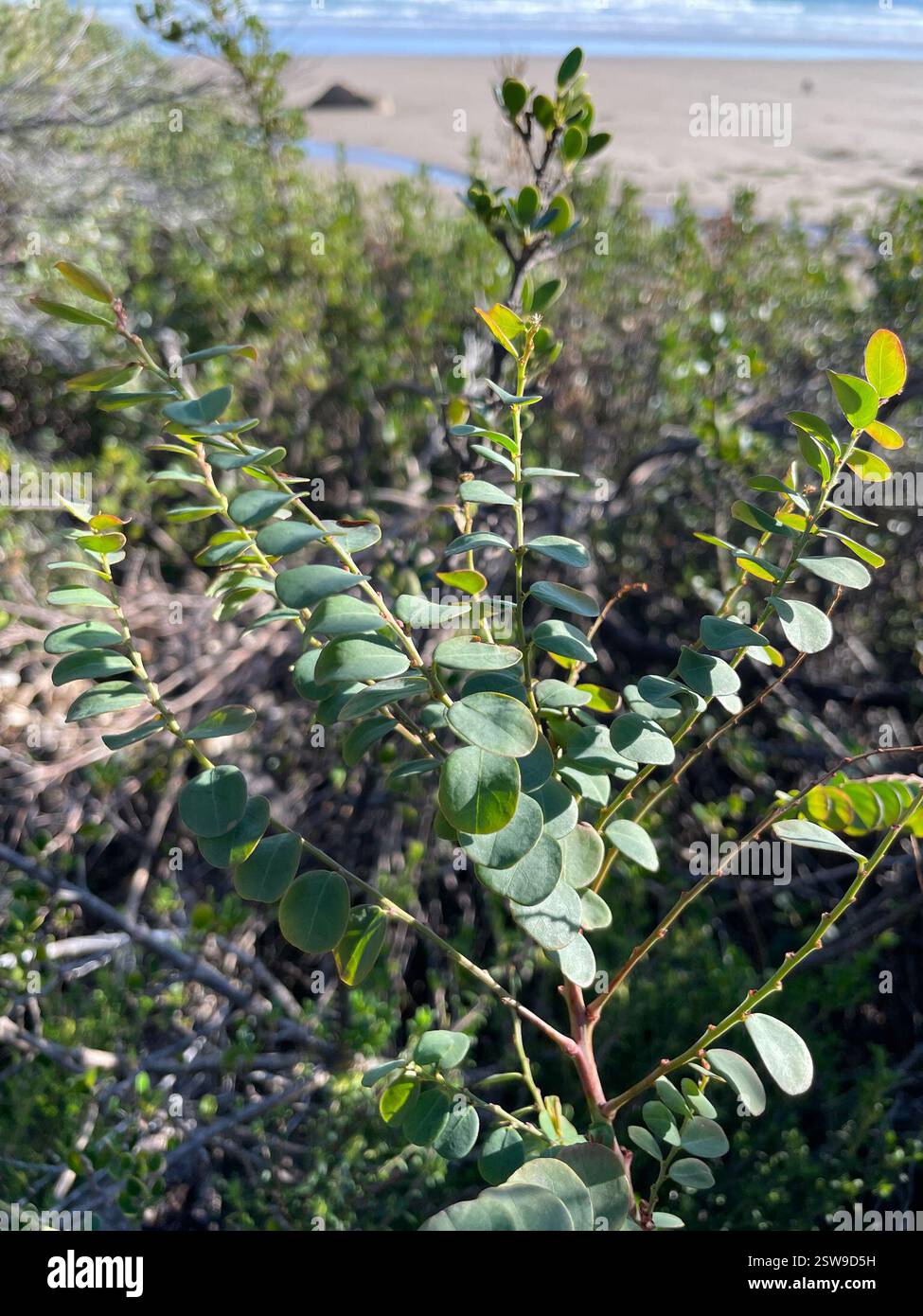 scrubby spurge (Phyllanthus gunnii), Plantae, Wilsons Promontory ...