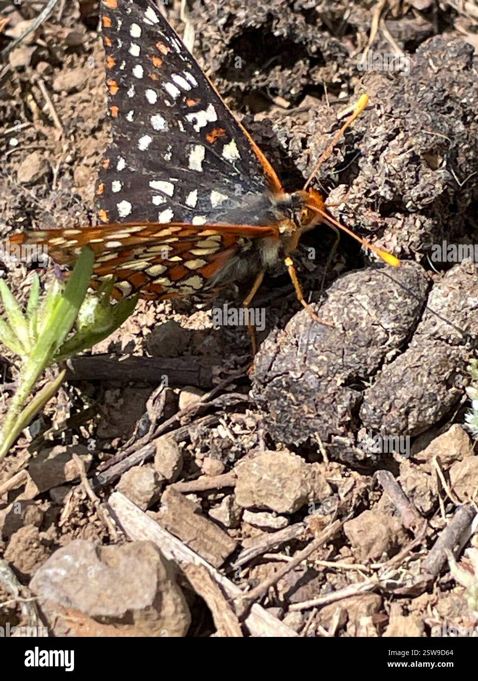 Snowberry Checkerspot (Euphydryas colon), Insecta, Anatone, WA, US ...
