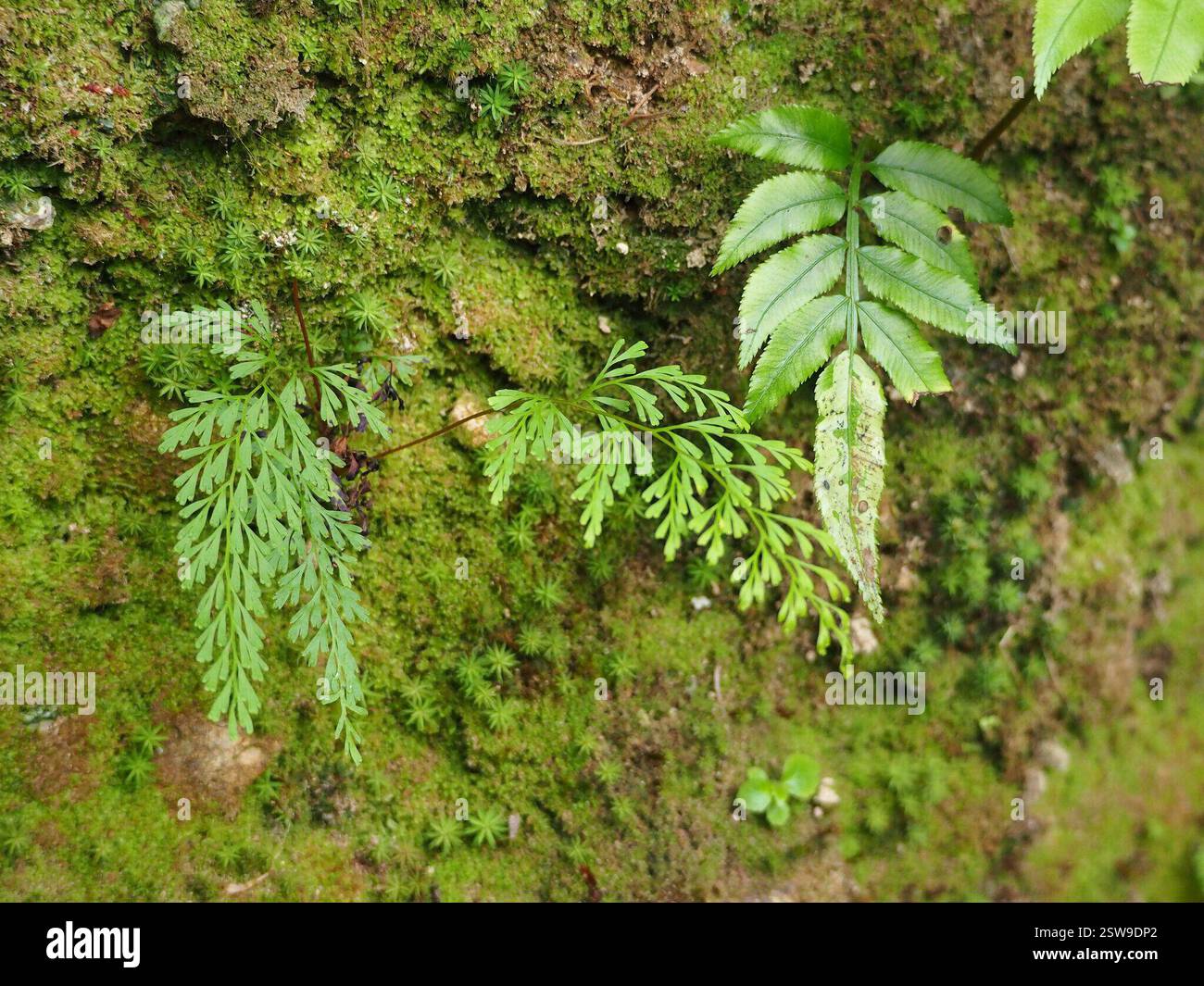 Fairy Fern (Odontosoria chinensis), Plantae, 台灣新北市 Stock Photo - Alamy