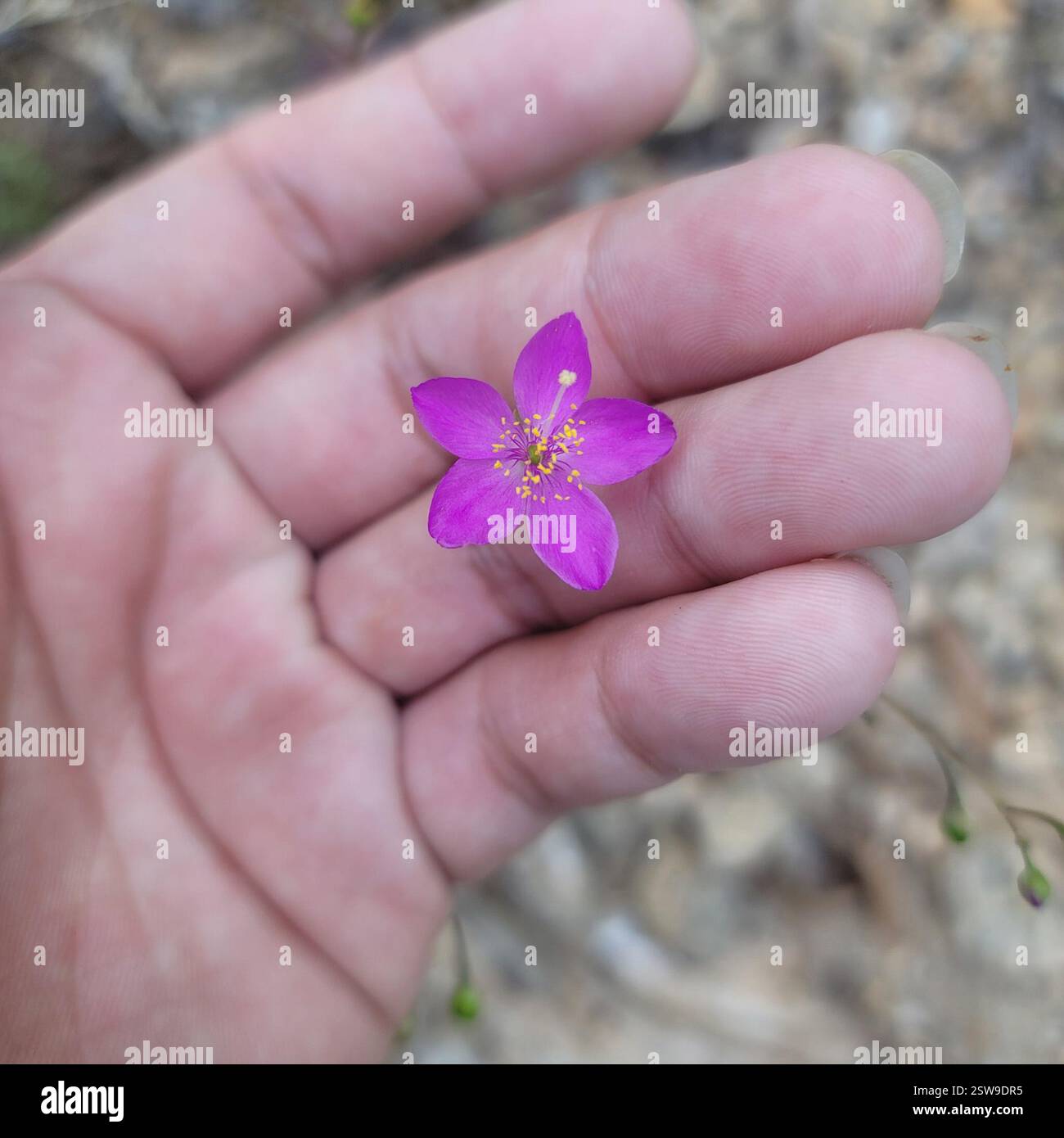 Menges' fameflower (Phemeranthus mengesii), Plantae, Alabama, US, Wasn ...