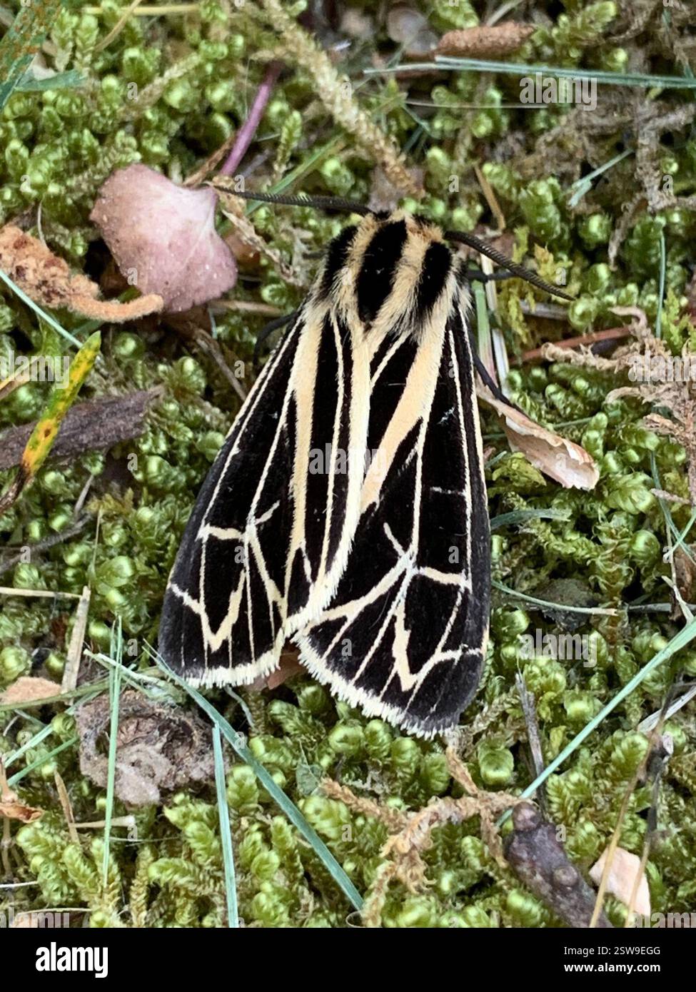 (Apantesis), Insecta, George Washington & Jefferson National Forests ...