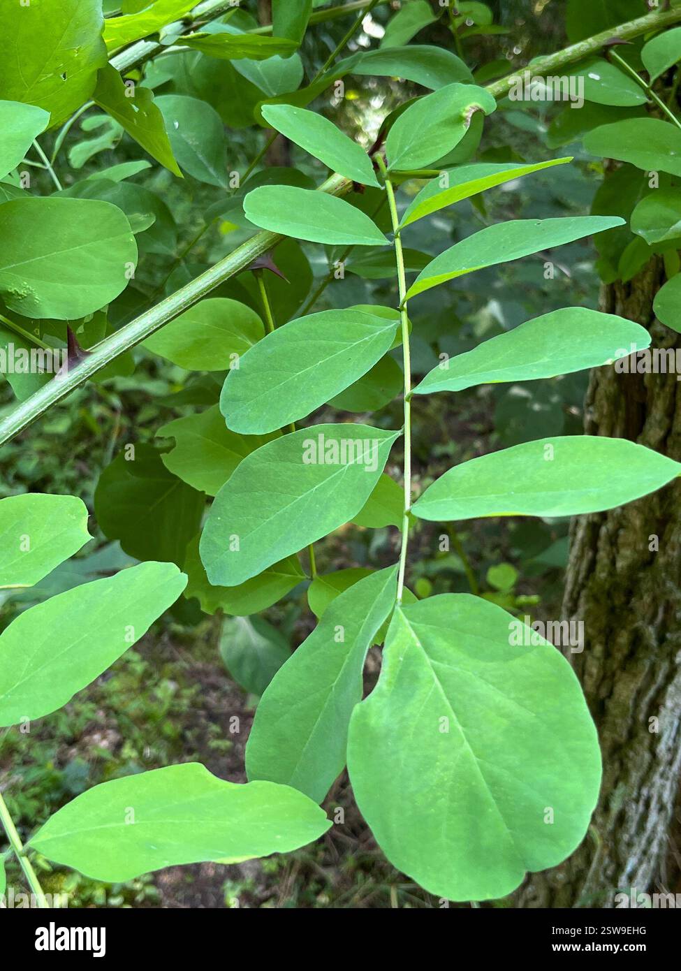 black locust (Robinia pseudoacacia), Plantae, Cedarcreek Ln, Lexington ...