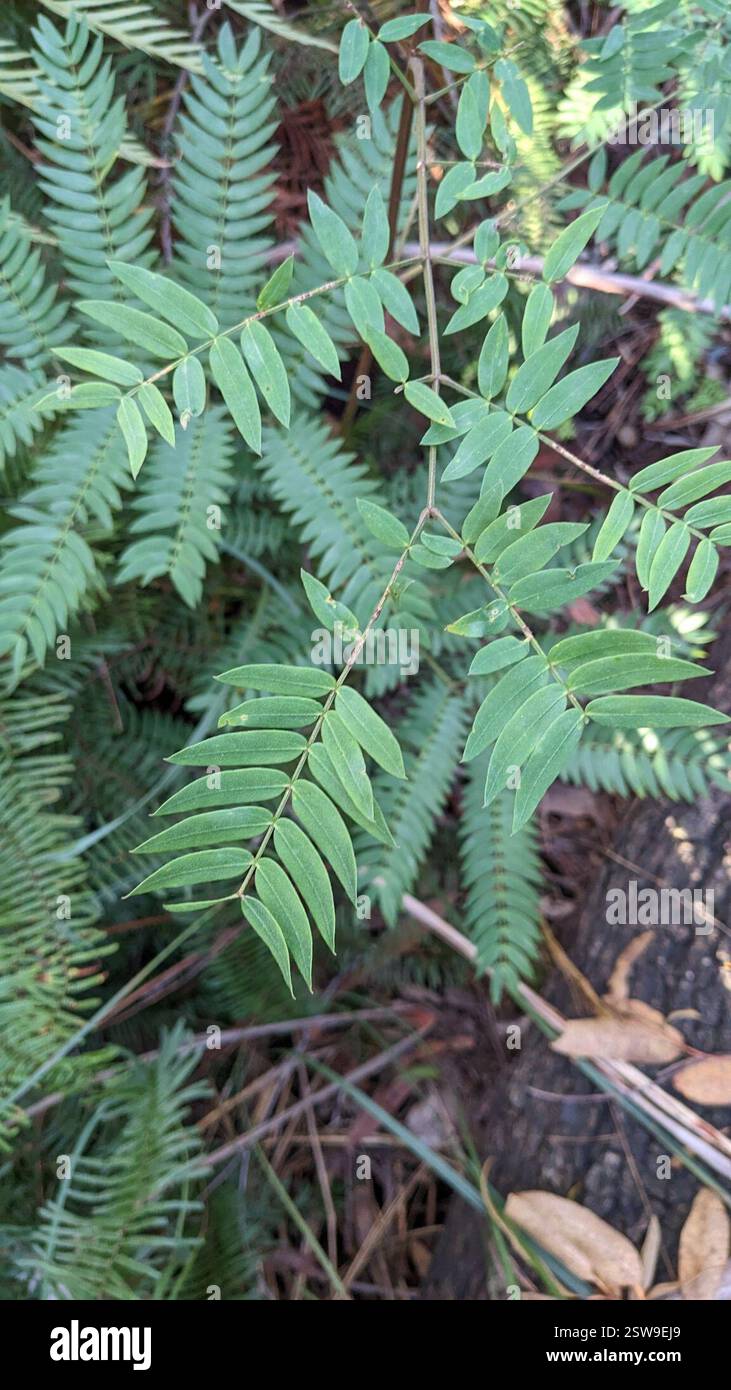 Cedar wattle (Acacia elata), Plantae, Blue Mountains, AU-NS, AU Stock ...