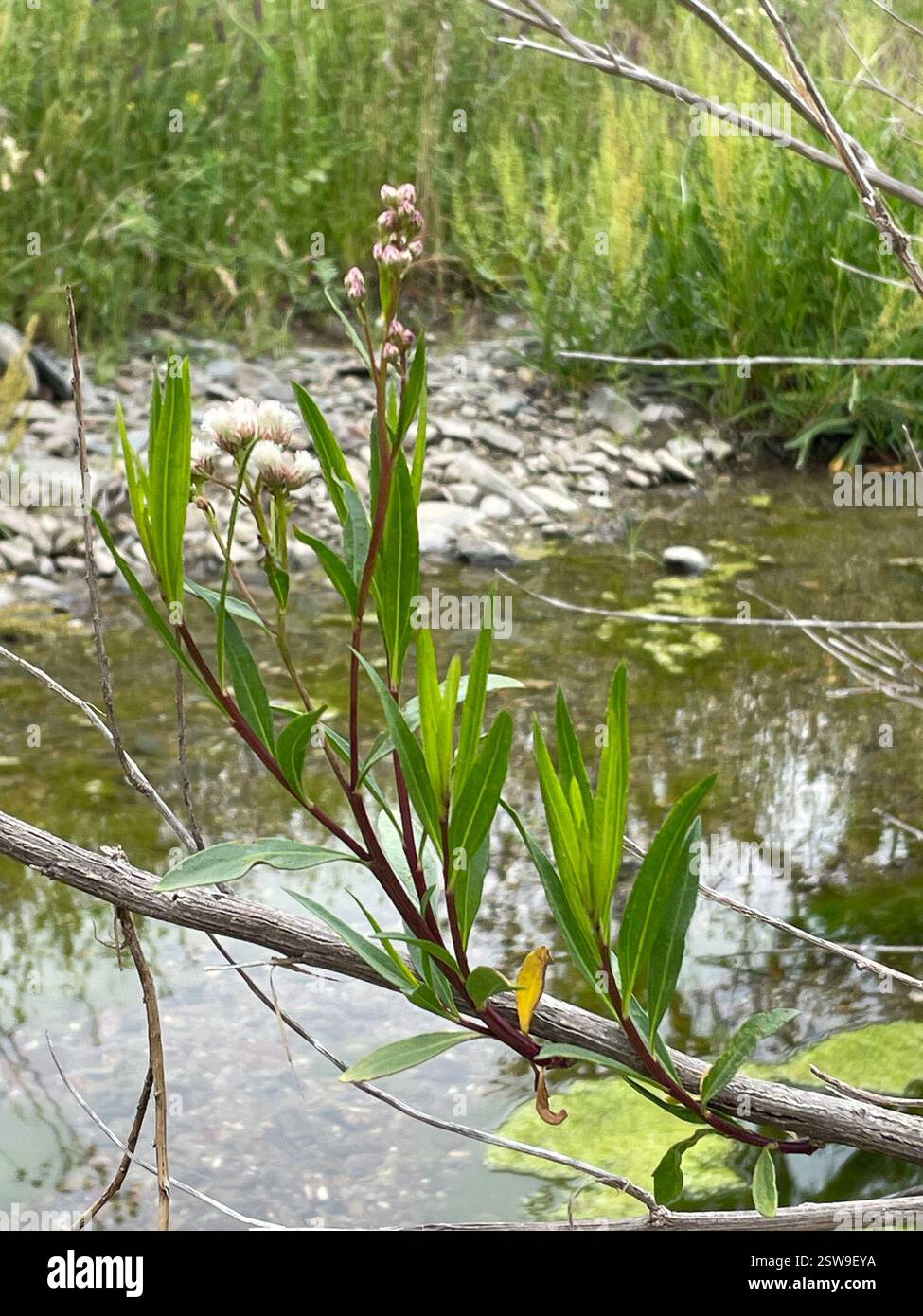 mule fat (Baccharis salicifolia), Plantae, Henry W. Coe State Park ...
