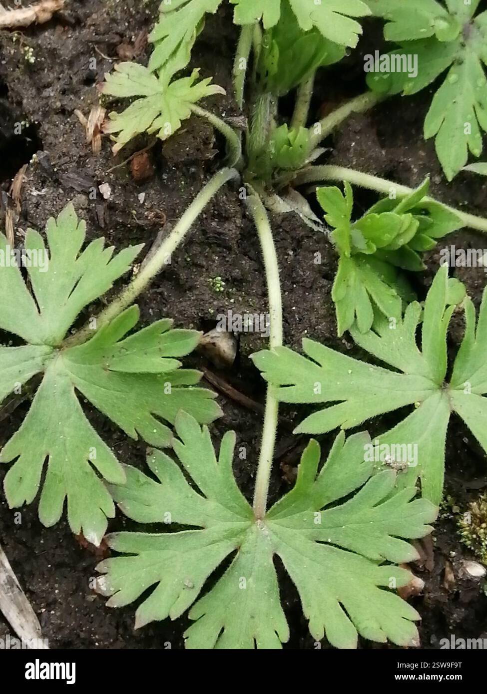 Siberian Crane's-bill (Geranium sibiricum), Plantae, Октябрьский ...