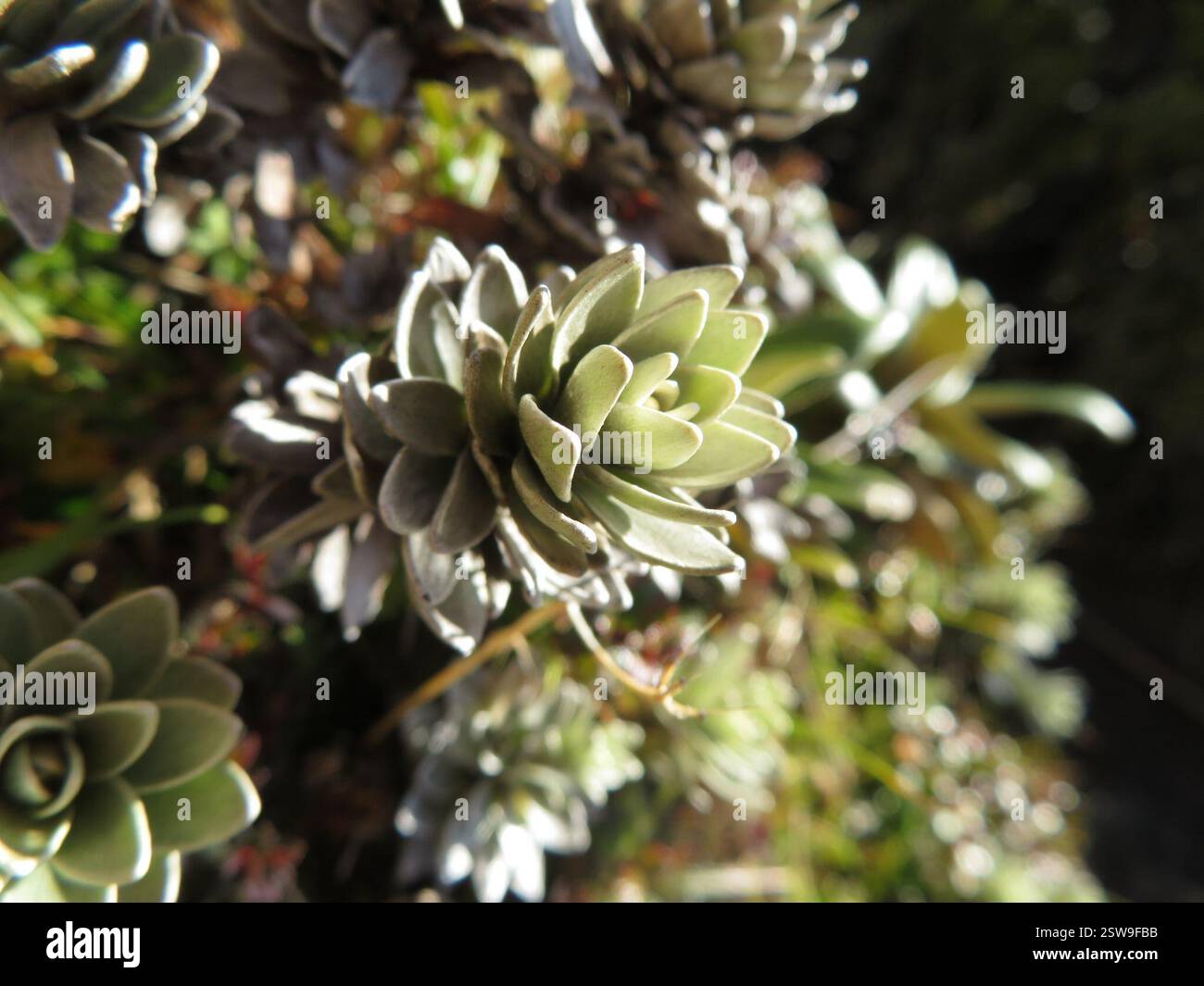 North Island Edelweiss (Leucogenes leontopodium), Plantae, Tararua ...