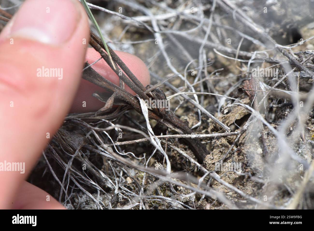 clustered broomrape (Aphyllon fasciculatum), Plantae, Thompson-Nicola ...