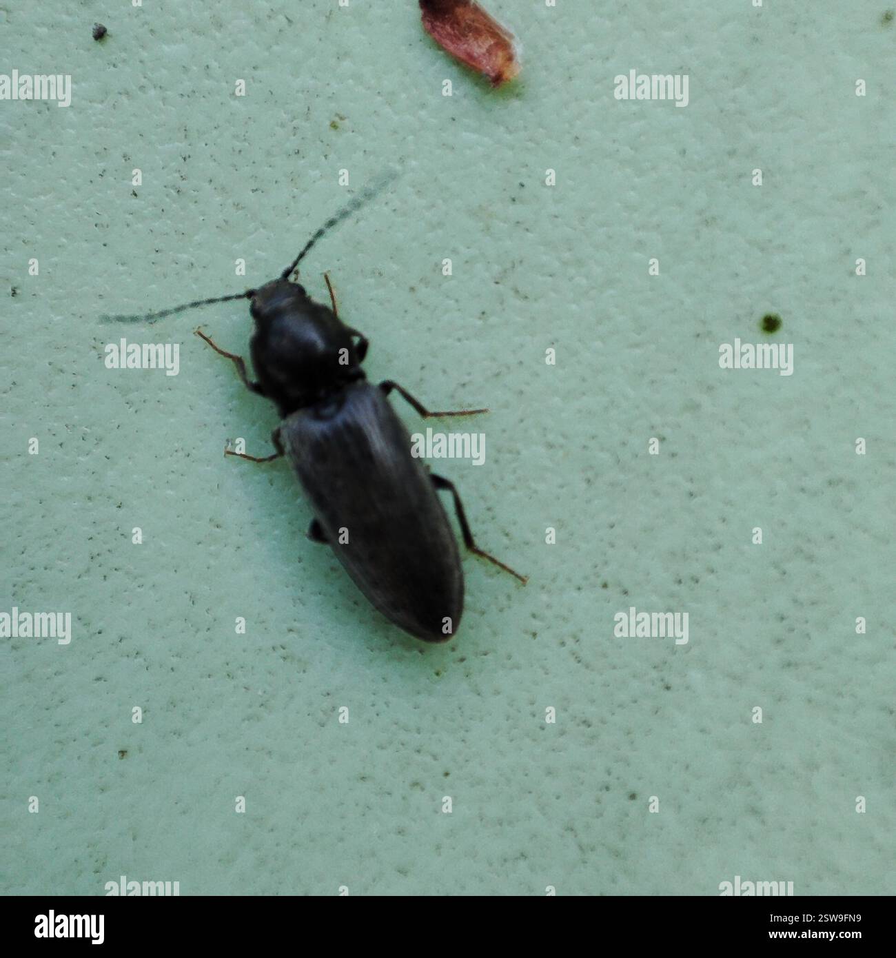 Click Beetles (Elateridae), Insecta, Liezele Weg Op Lippelo, 2870 Puurs ...