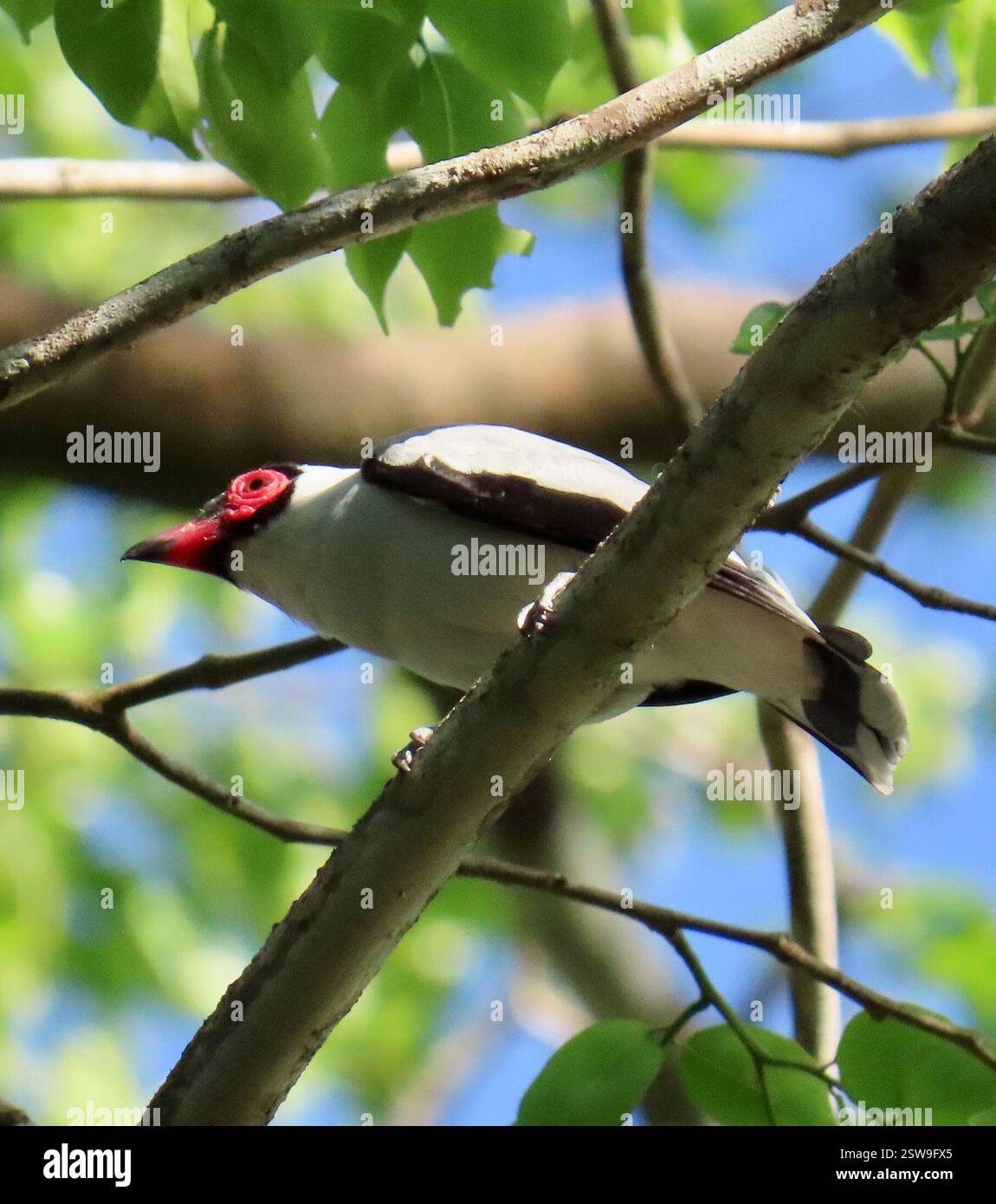 Bird with white ring around eye hi-res stock photography and images - Alamy