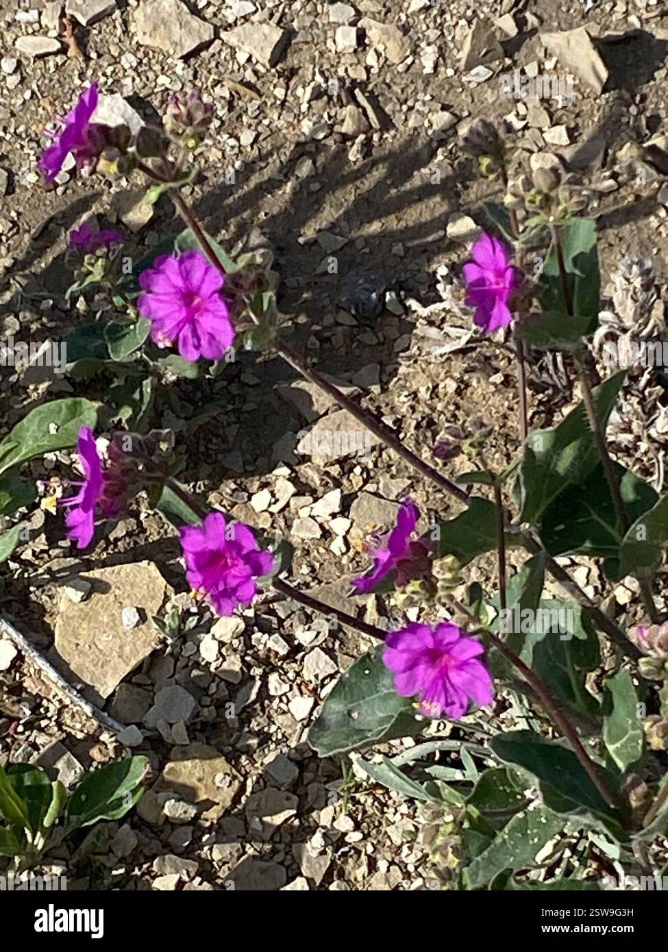 Colorado Four o'Clock (Mirabilis multiflora), Plantae, Lake Pueblo ...