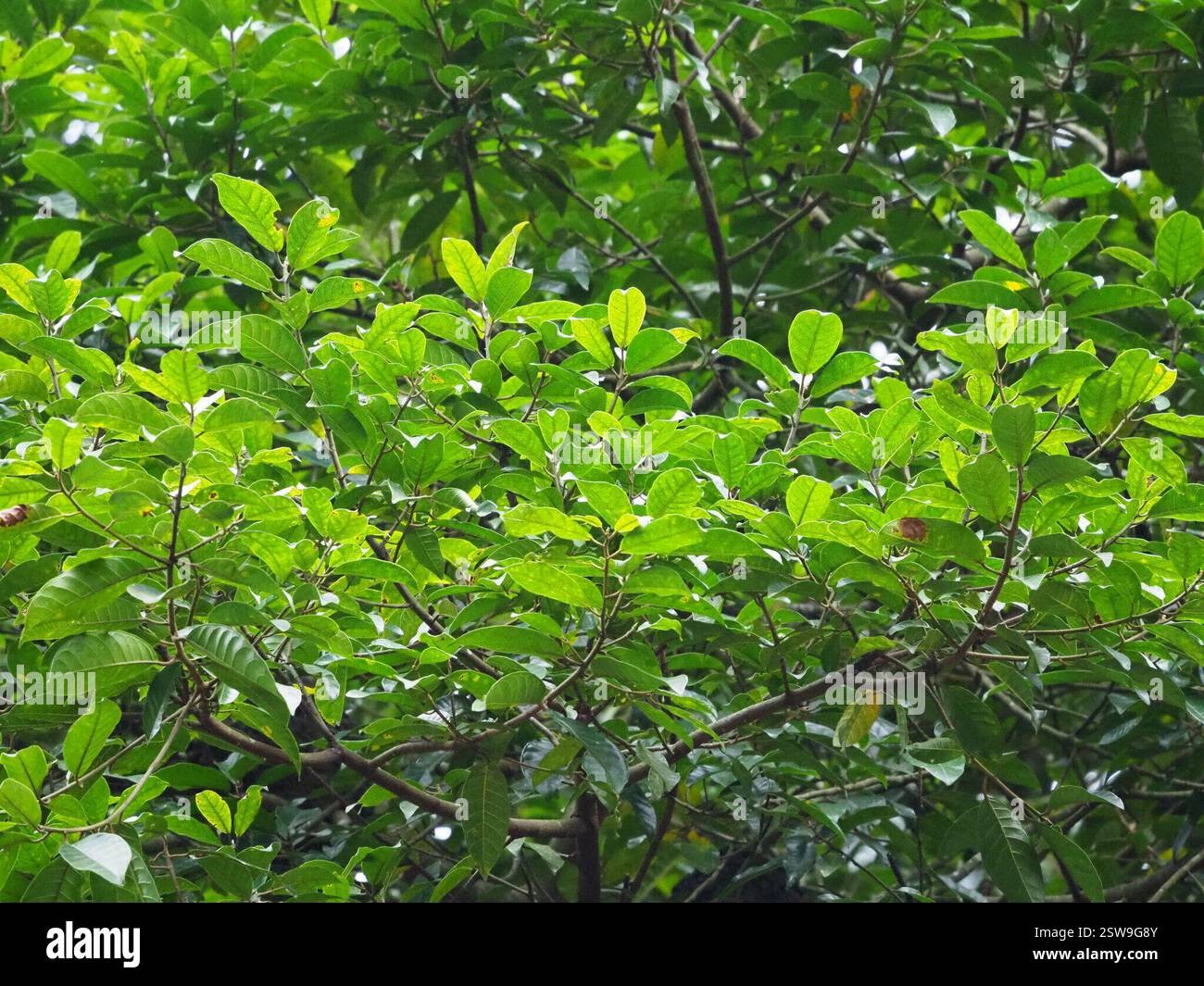 (Ficus nervosa), Plantae, 台灣台北 Stock Photo - Alamy