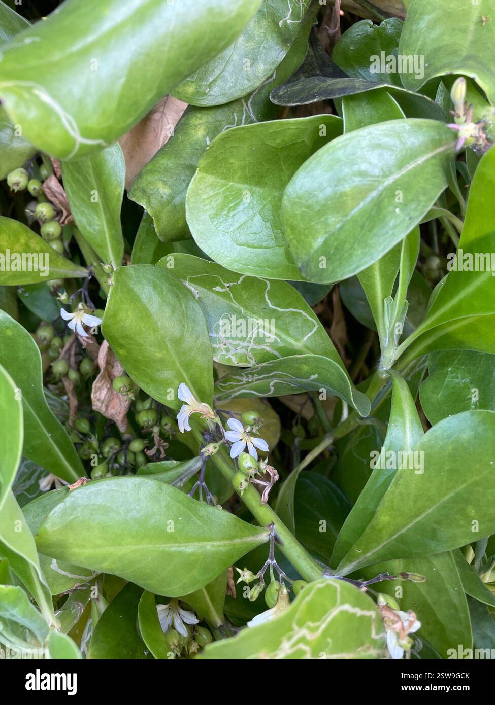(Ophiomyia cornuta), Insecta, Hawaii, Hawaii, United States, Leafminer ...
