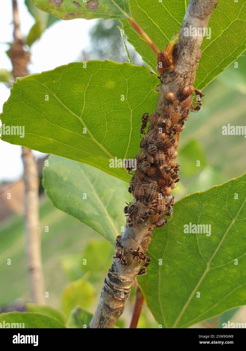 Poplar Bark Aphid (Pterocomma populeum), Insecta, Witchford, Ely CB6 ...