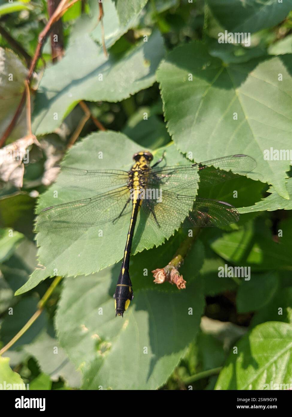 Cobra Clubtail (Gomphurus vastus), Insecta, Ottawa, ON K1Y 1K7, Canada ...