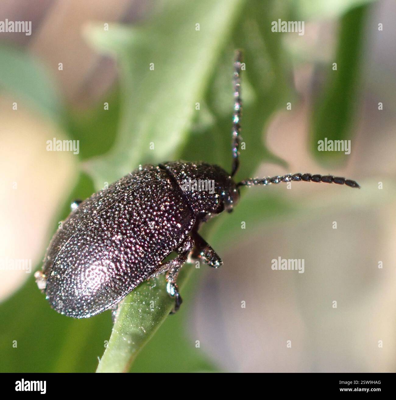 black-punctured leaf beetle (Galeruca tanaceti), Insecta, Meijendel and ...