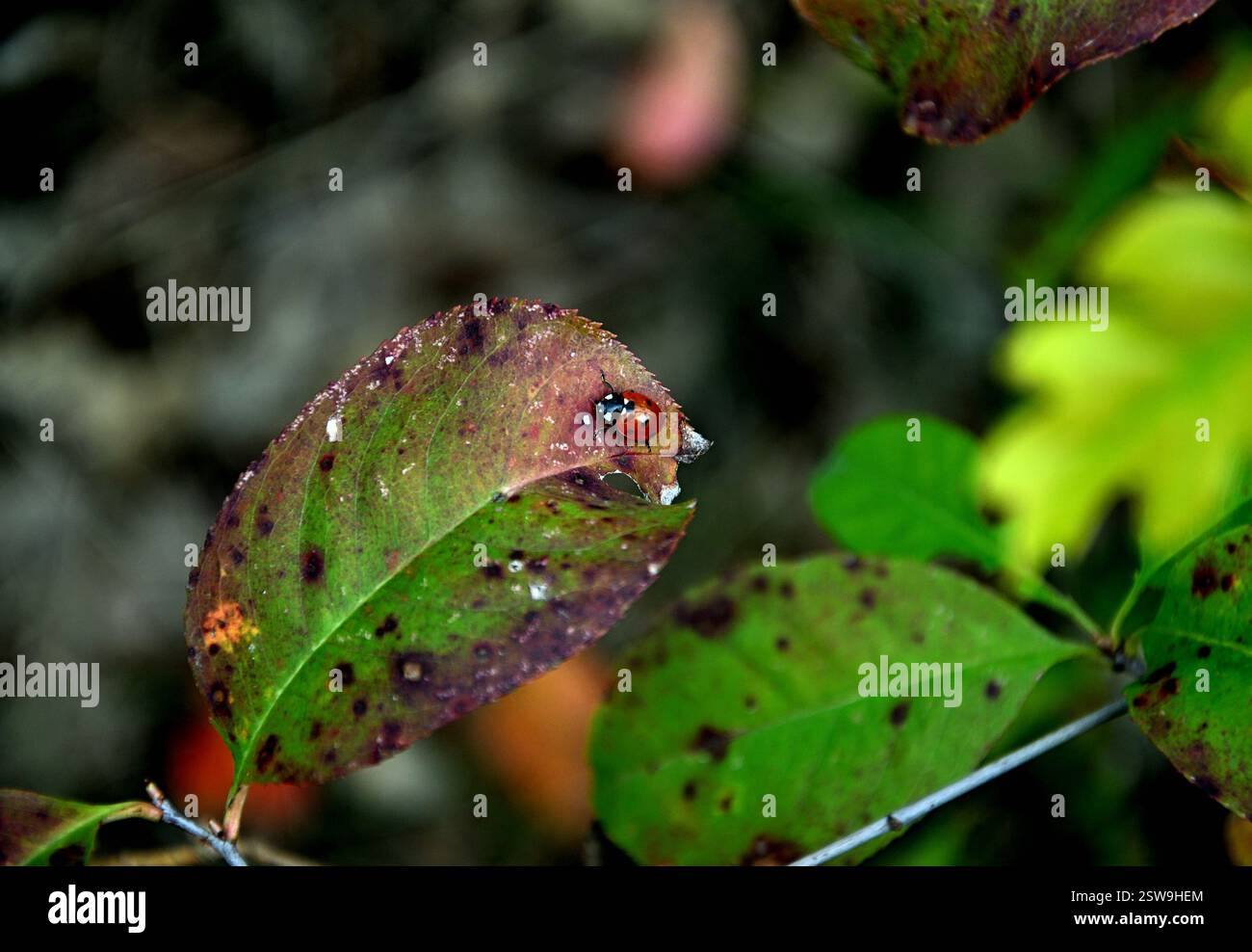 Ladybug and grenery hi-res stock photography and images - Alamy