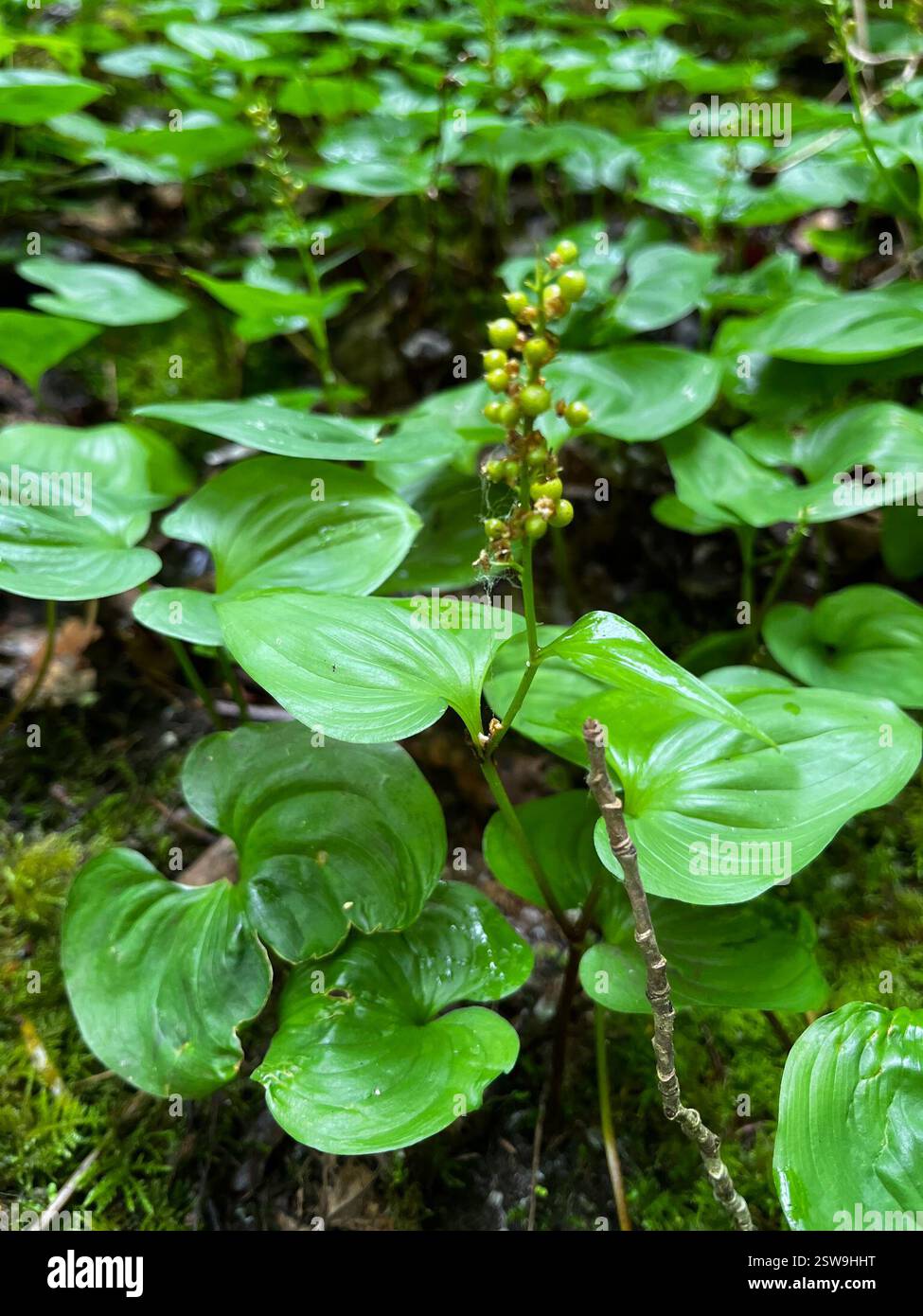Western Lily of the Valley (Maianthemum dilatatum), Plantae, Lynn ...