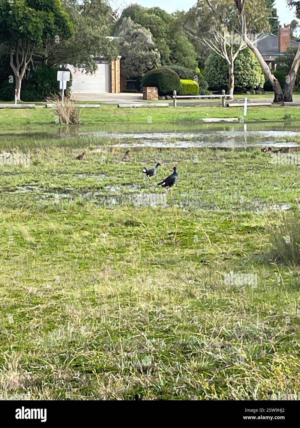 Australasian Swamphen (Porphyrio melanotus), Aves, Melbourne VIC ...